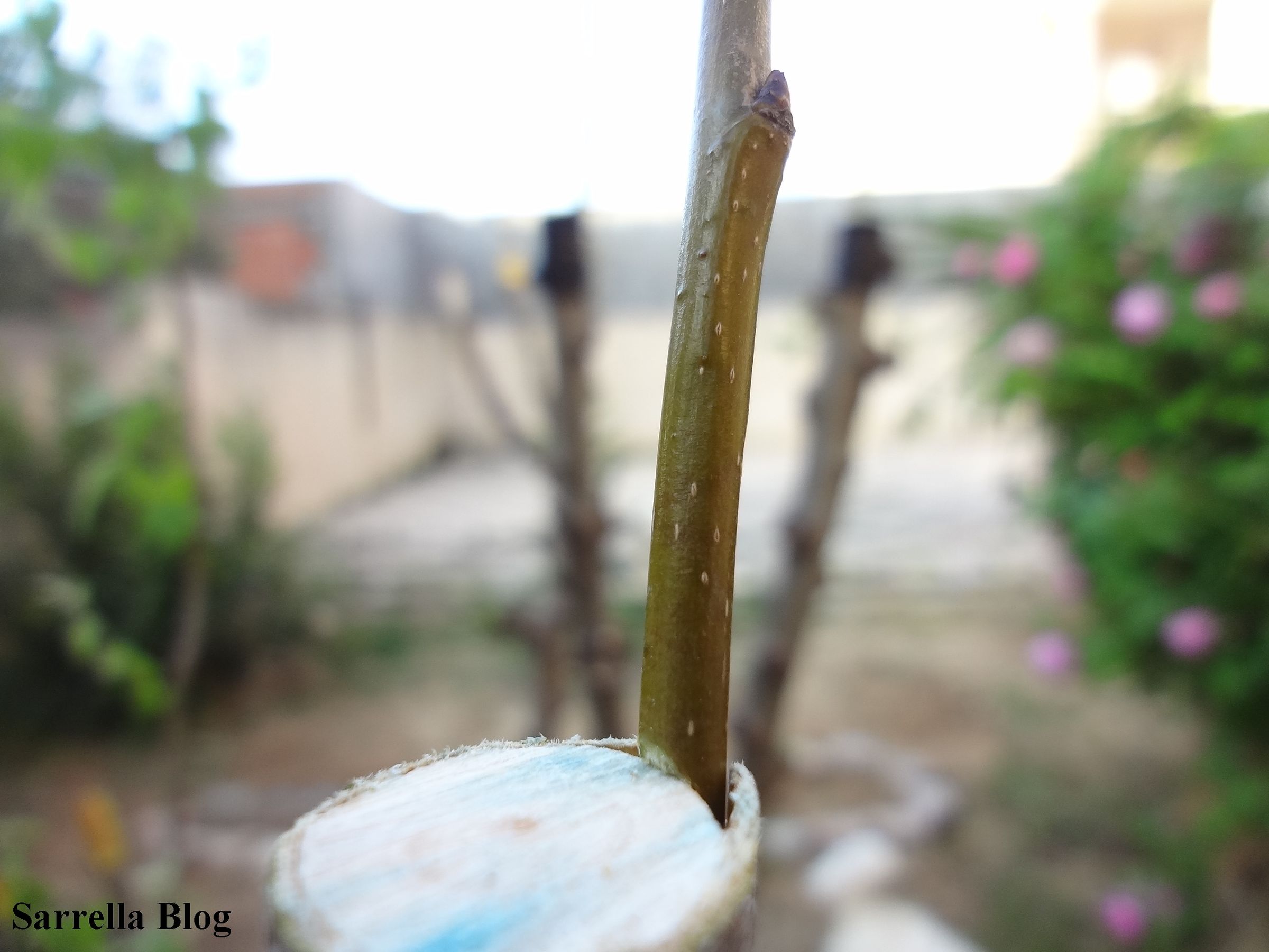 Grafting a Pear Scion to a Quince Tree : 14 Steps (with Pictures ...