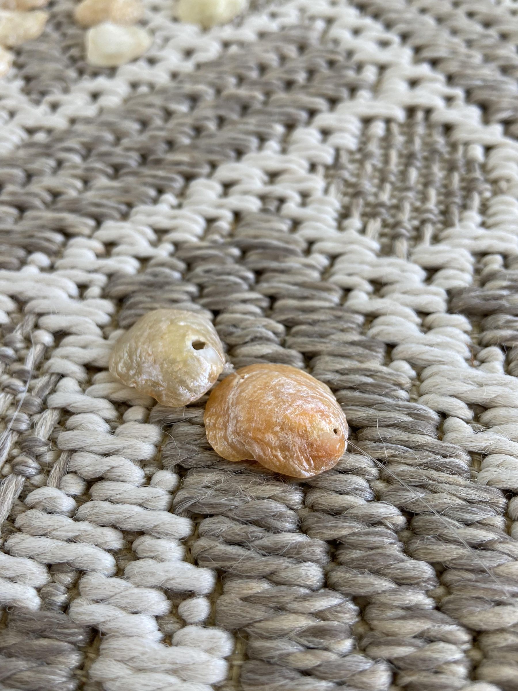 Seashell Wall Hanging : 6 Steps (with Pictures) - Instructables