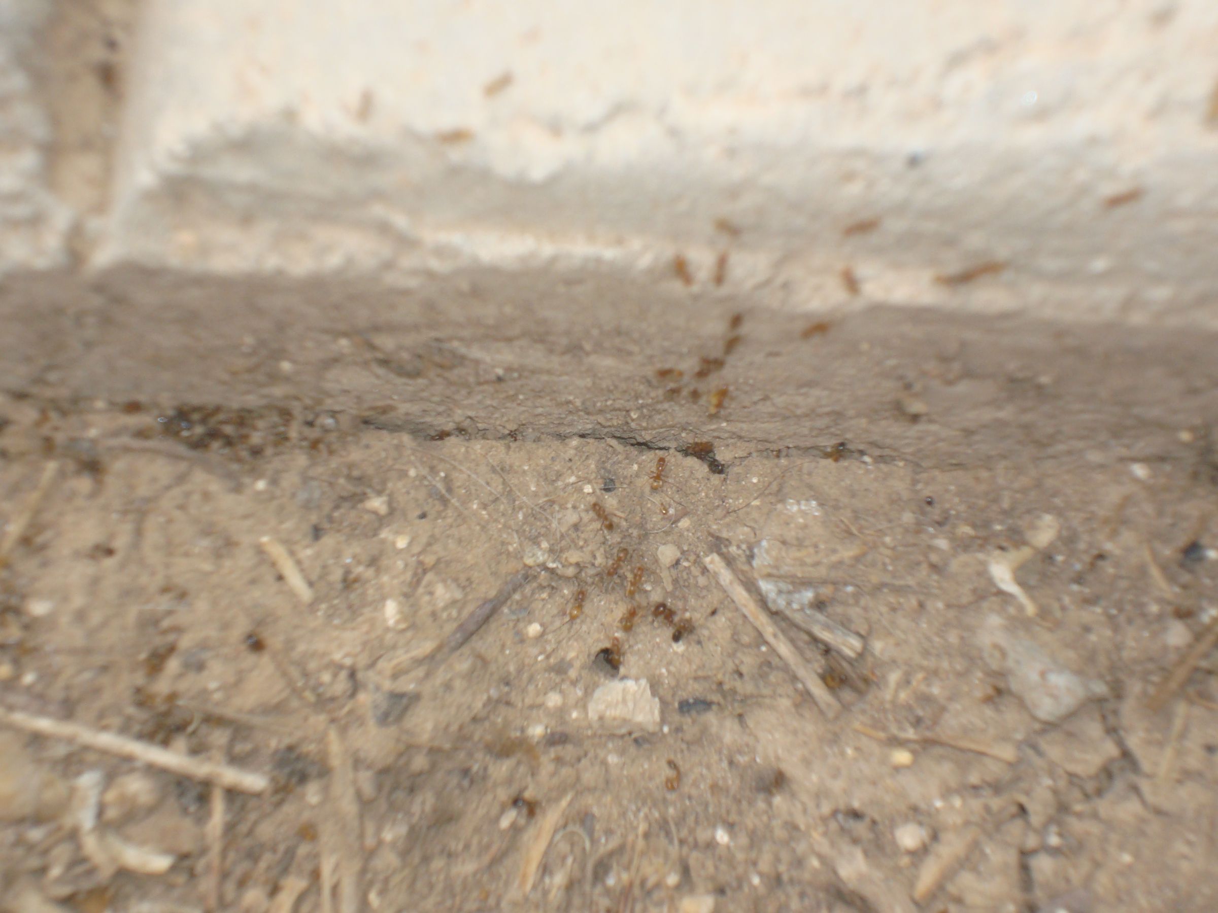 How to Get Rid of Sugar Ants : 7 Steps (with Pictures) - Instructables