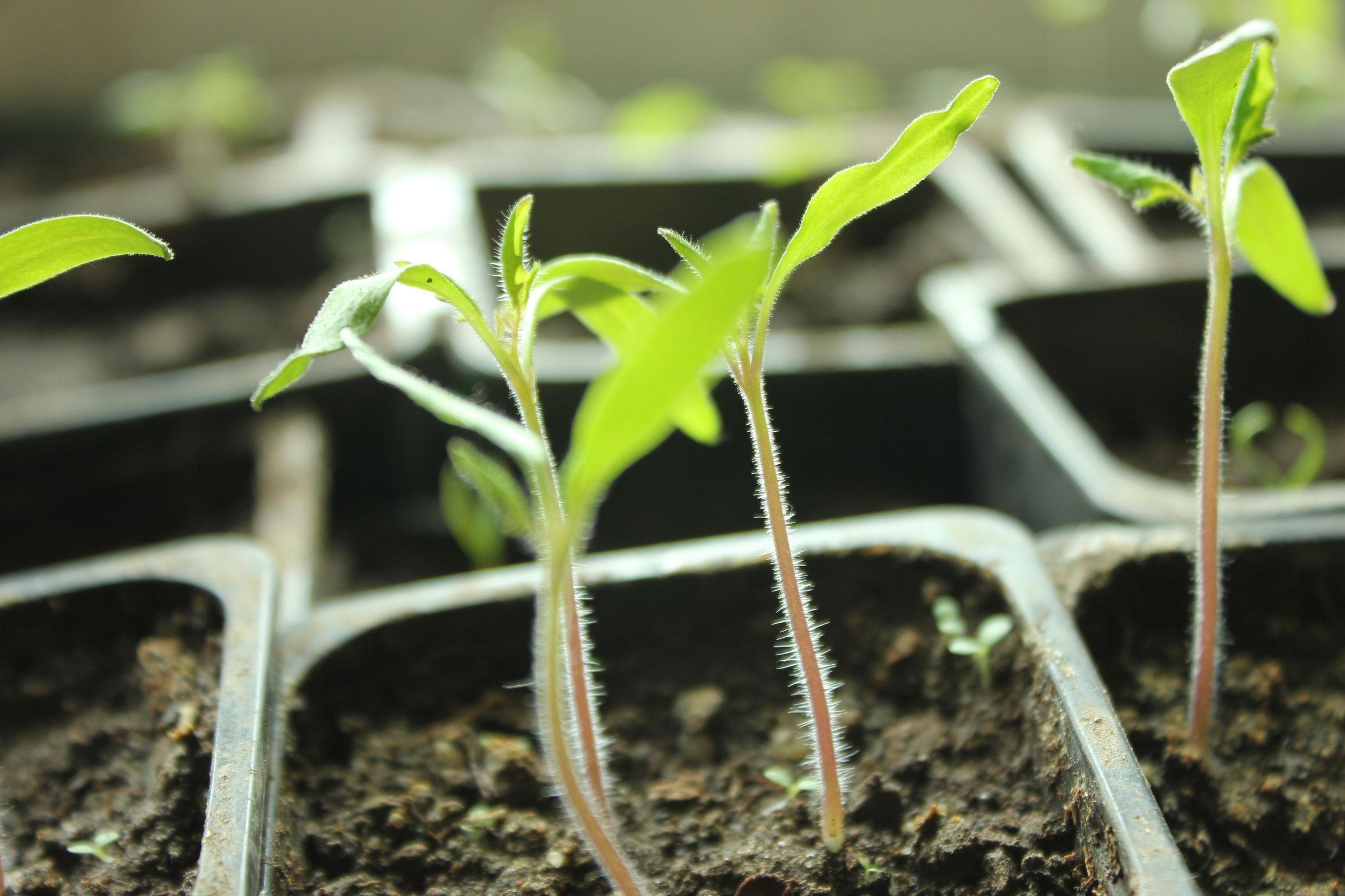 Car Greenhouse - Growing Food, Extending the Season and Succeeding With ...