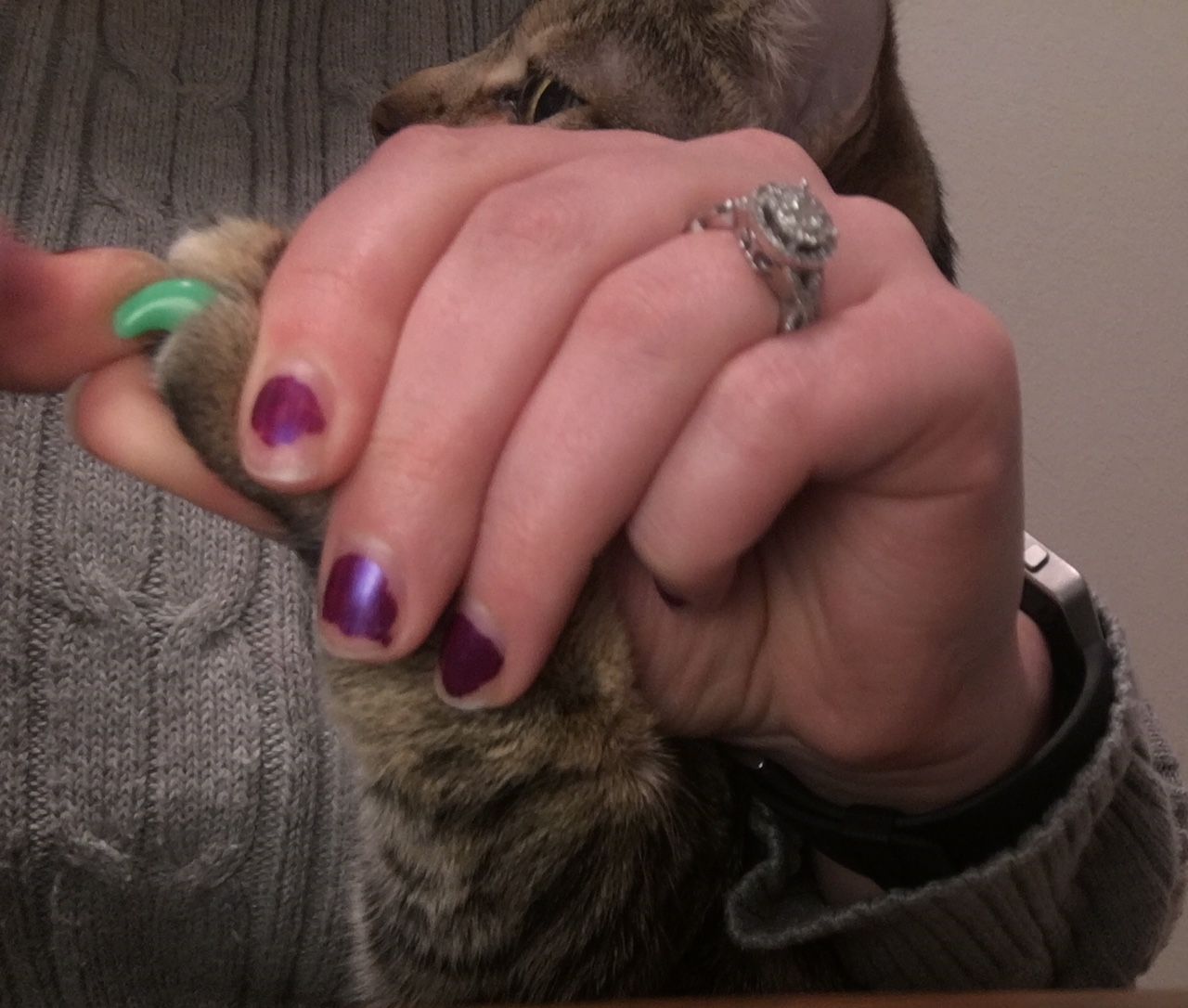 How to Put on Cat Nail Caps : 6 Steps - Instructables