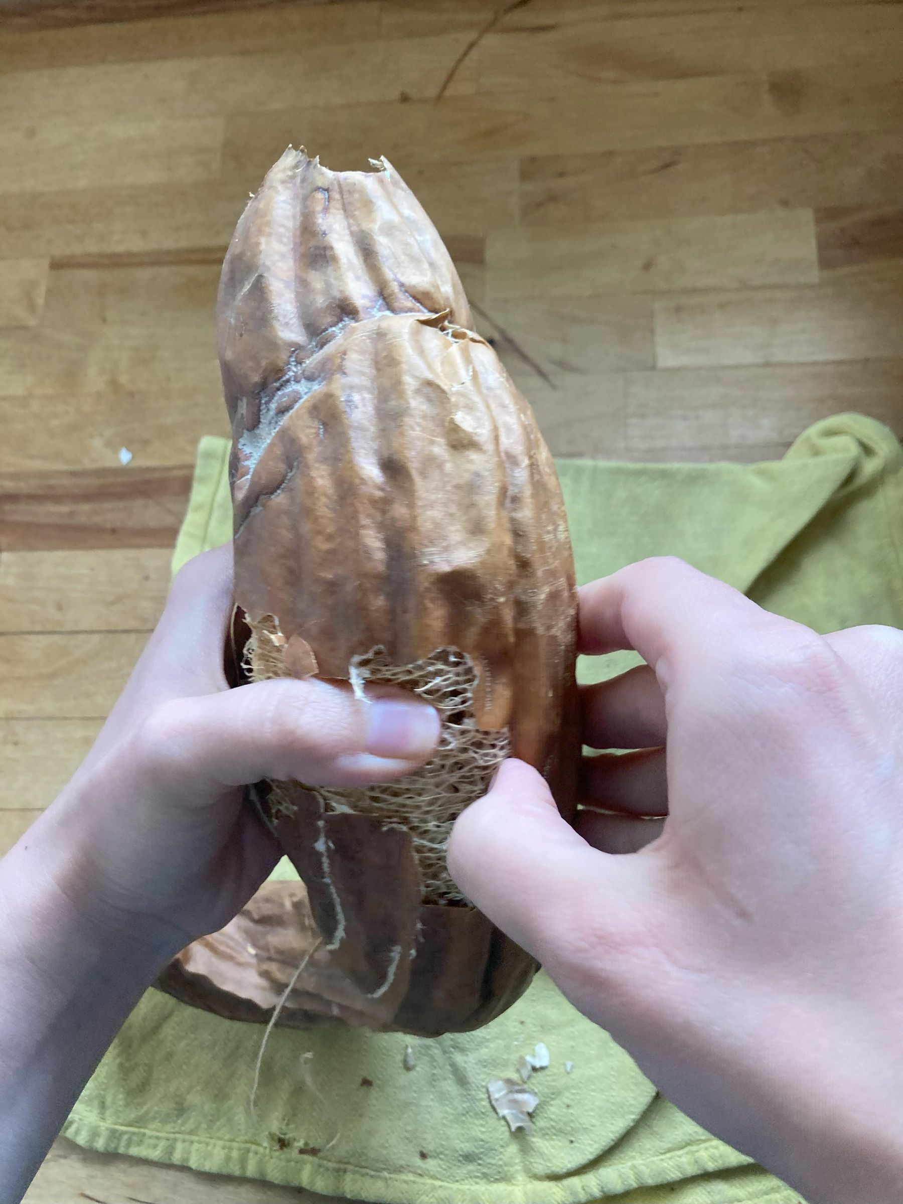 Growing Luffa for Compostable Cleaning Sponges : 8 Steps (with Pictures ...