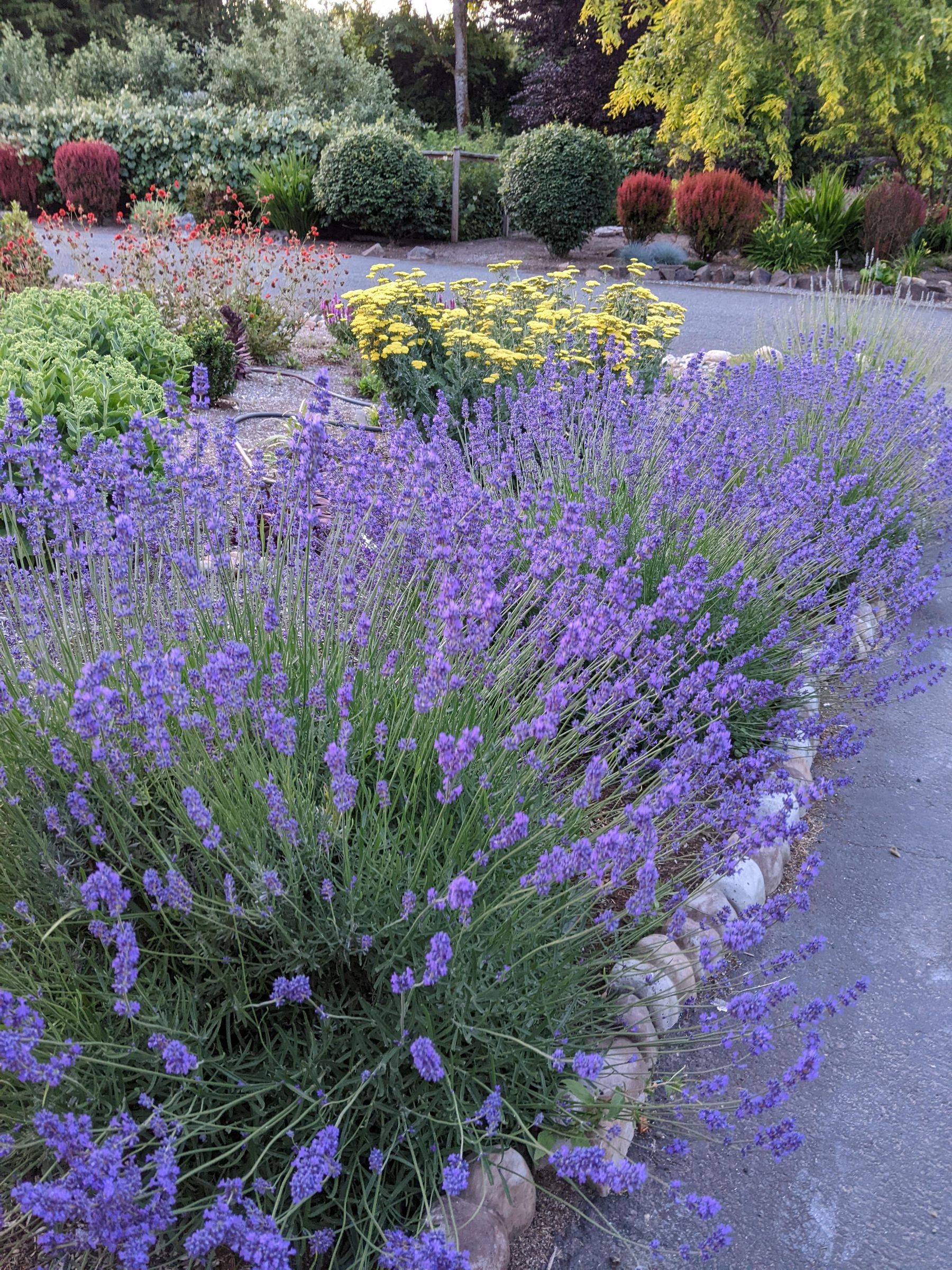 DIY: Transforming My Front Yard From Grass to a Vegetable Garden : 8 ...