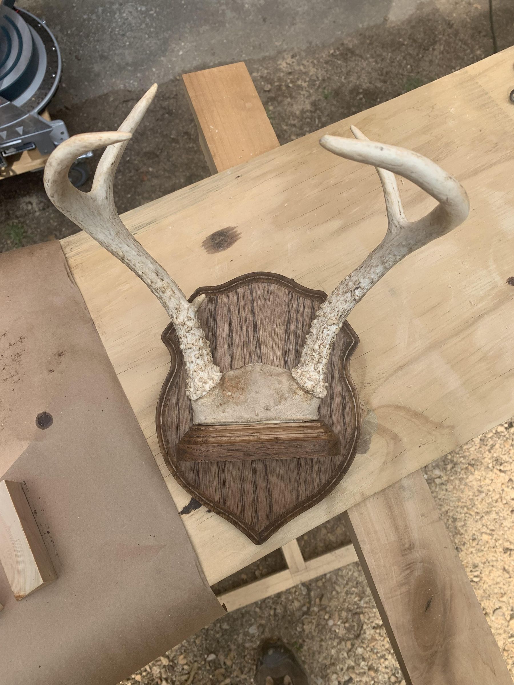 Mounting Deer Antlers : 10 Steps (with Pictures) - Instructables