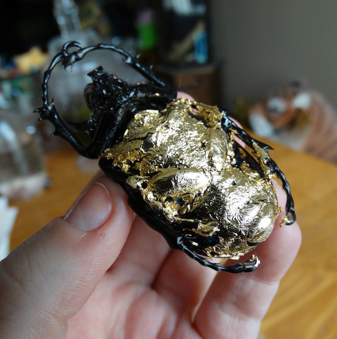 Preparing and Gilding a Real Insect : 10 Steps (with Pictures ...