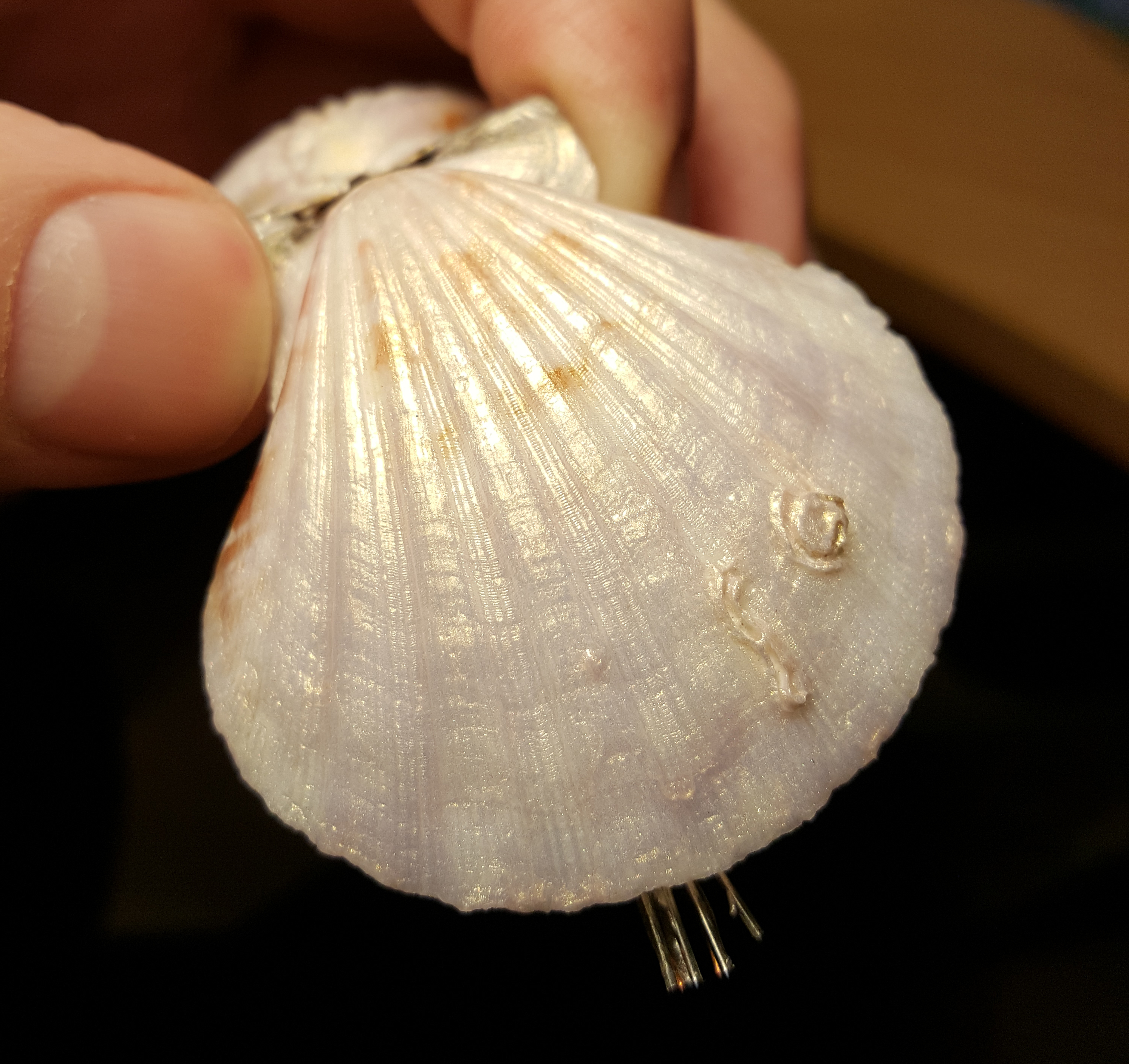 LED-illuminated Seashell Engagement Ring Box : 9 Steps (with Pictures ...