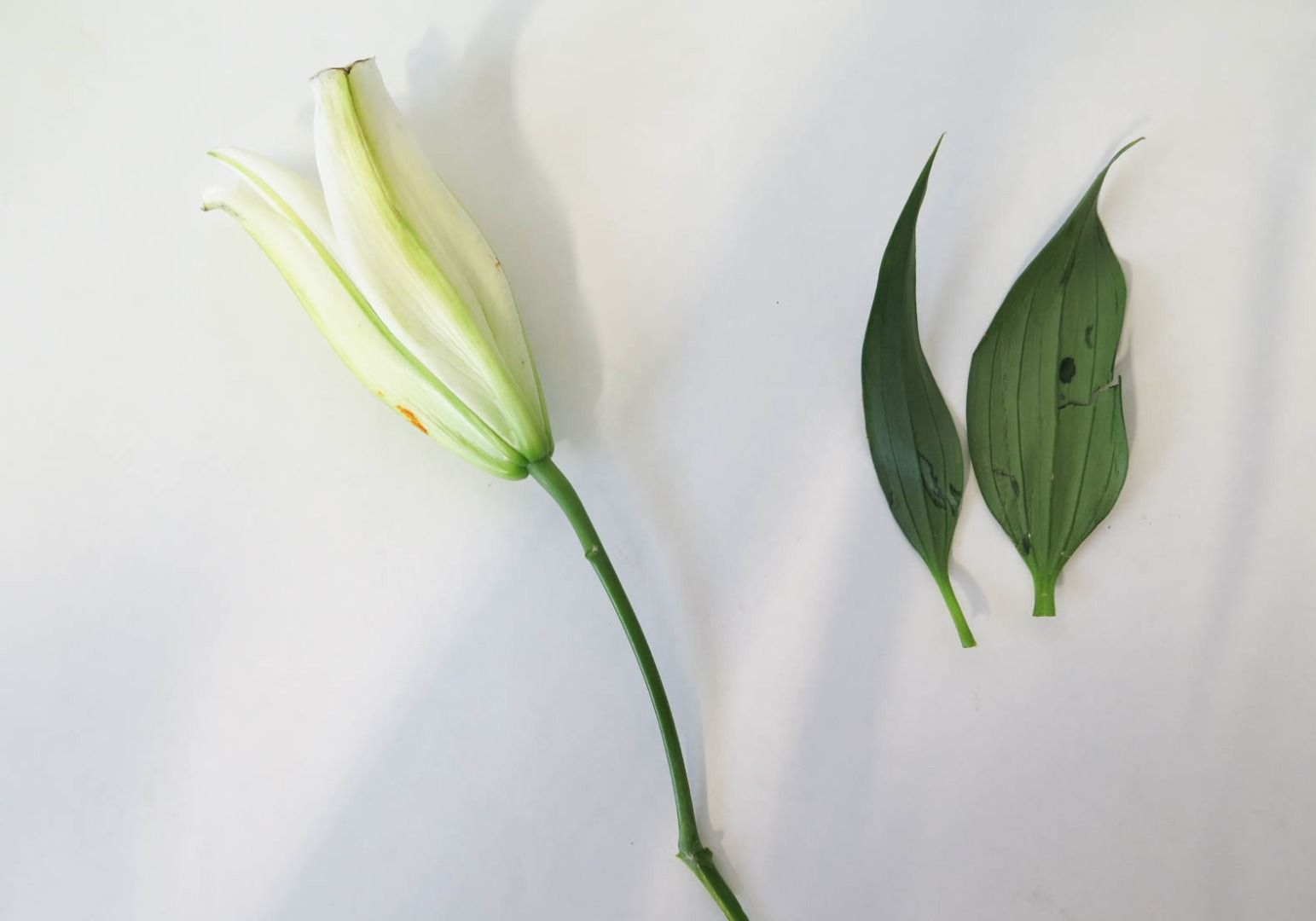 Flower Dissection! : 6 Steps (with Pictures) - Instructables