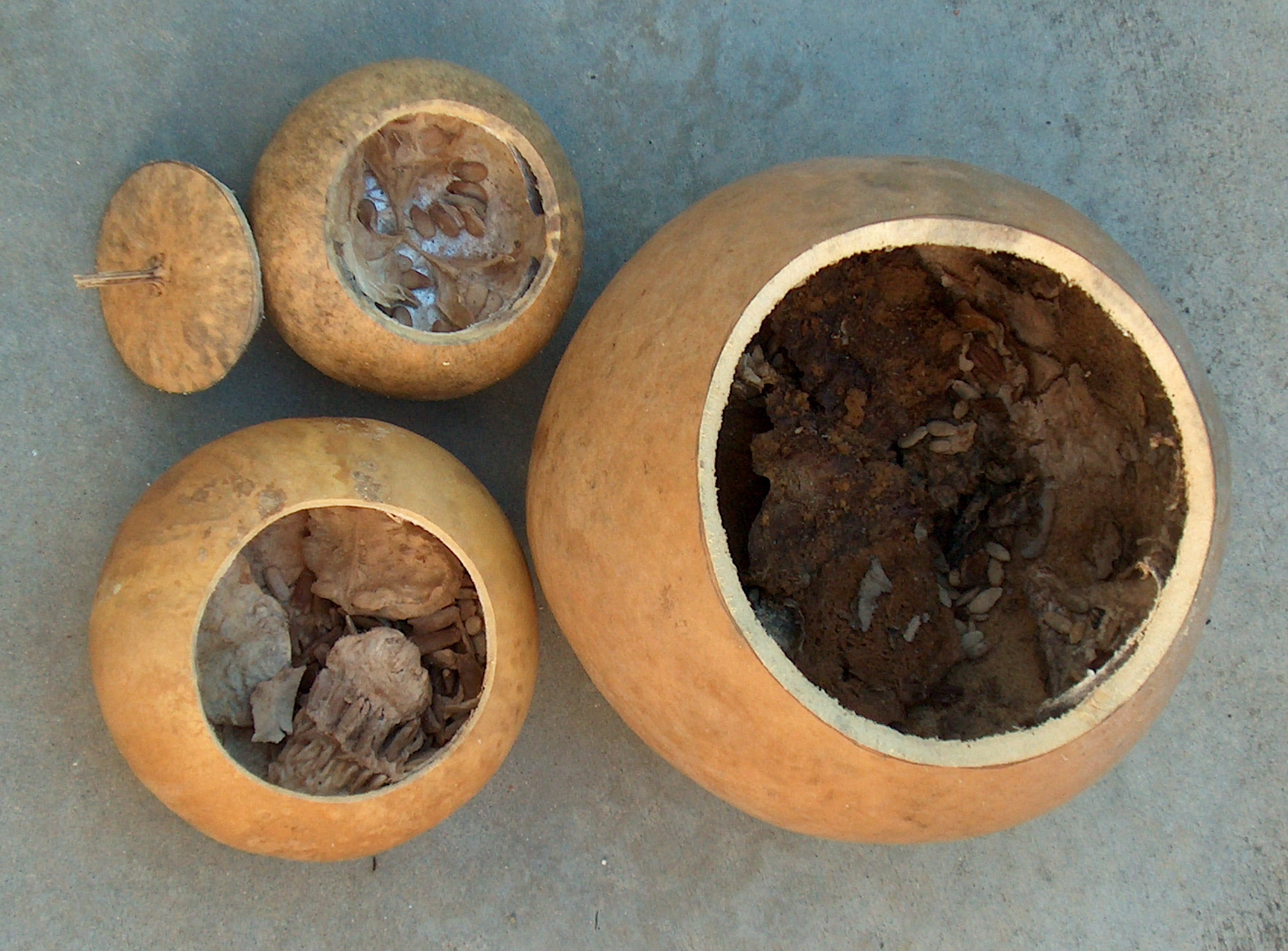 How to Clean a Hardshell Gourd : 3 Steps (with Pictures) - Instructables