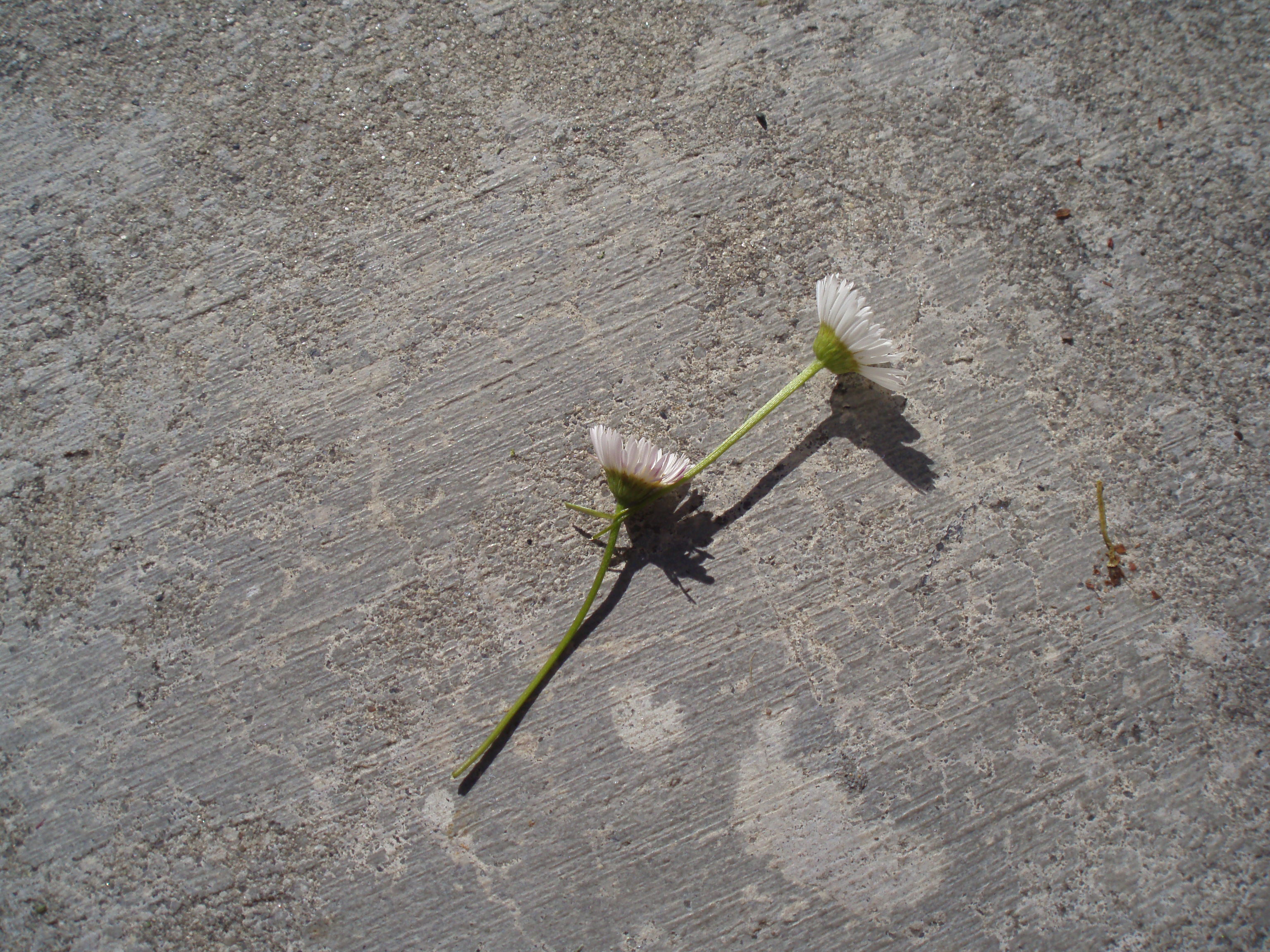 How to Make a Daisy Chain : 6 Steps - Instructables