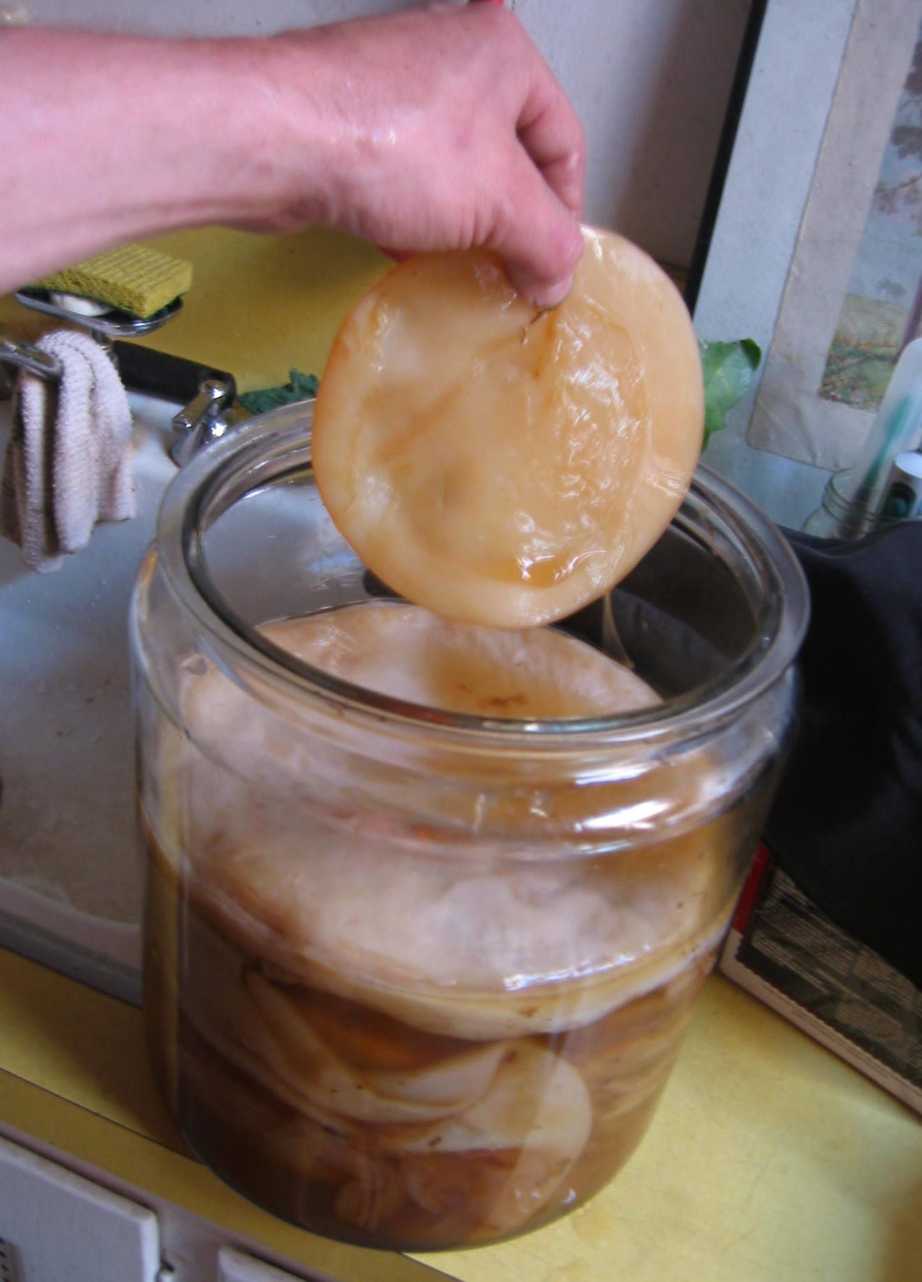 How to Make a Big Batch of Kombucha : 17 Steps (with Pictures ...
