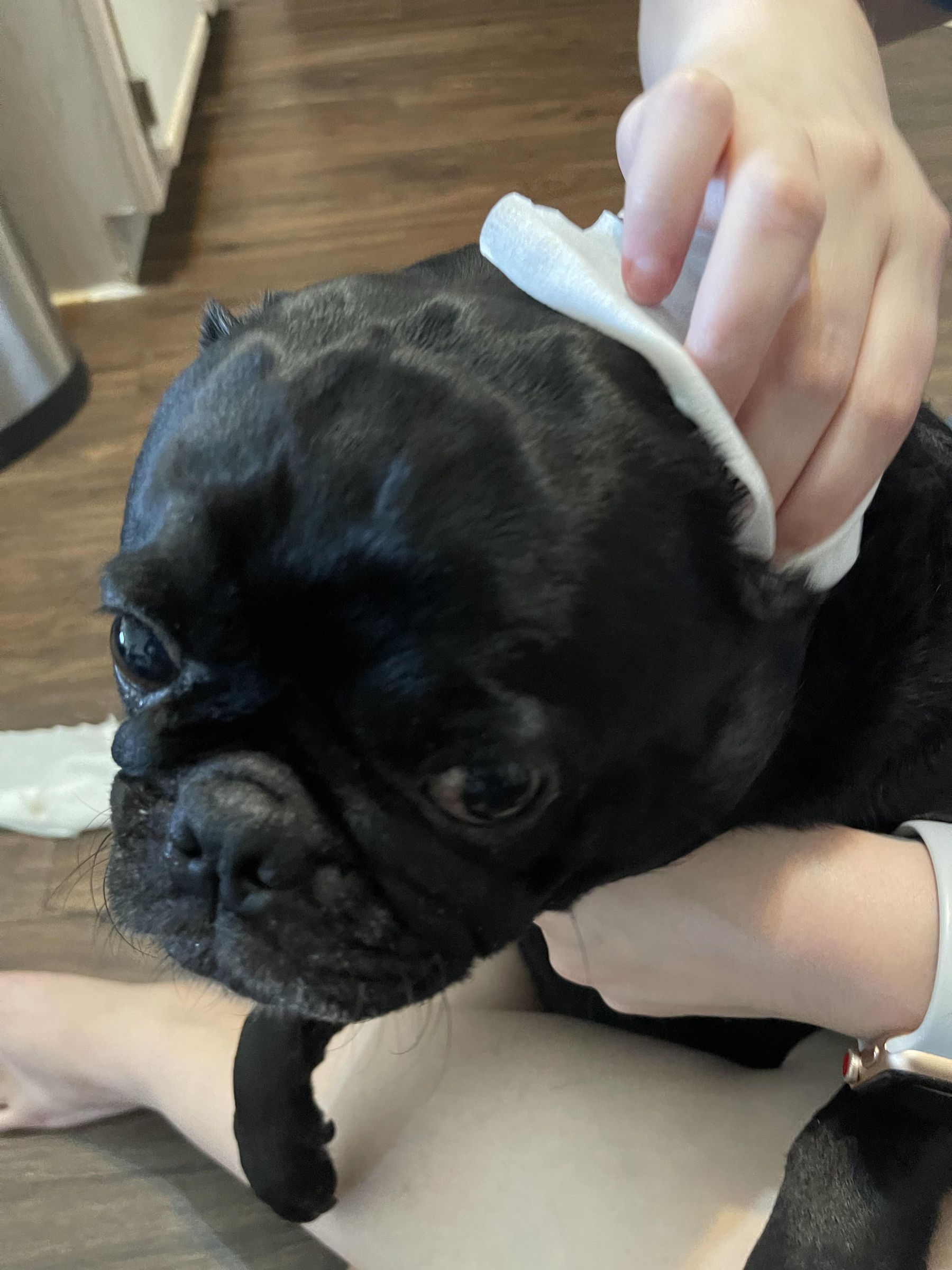 How to Groom Your Pug : 13 Steps (with Pictures) - Instructables