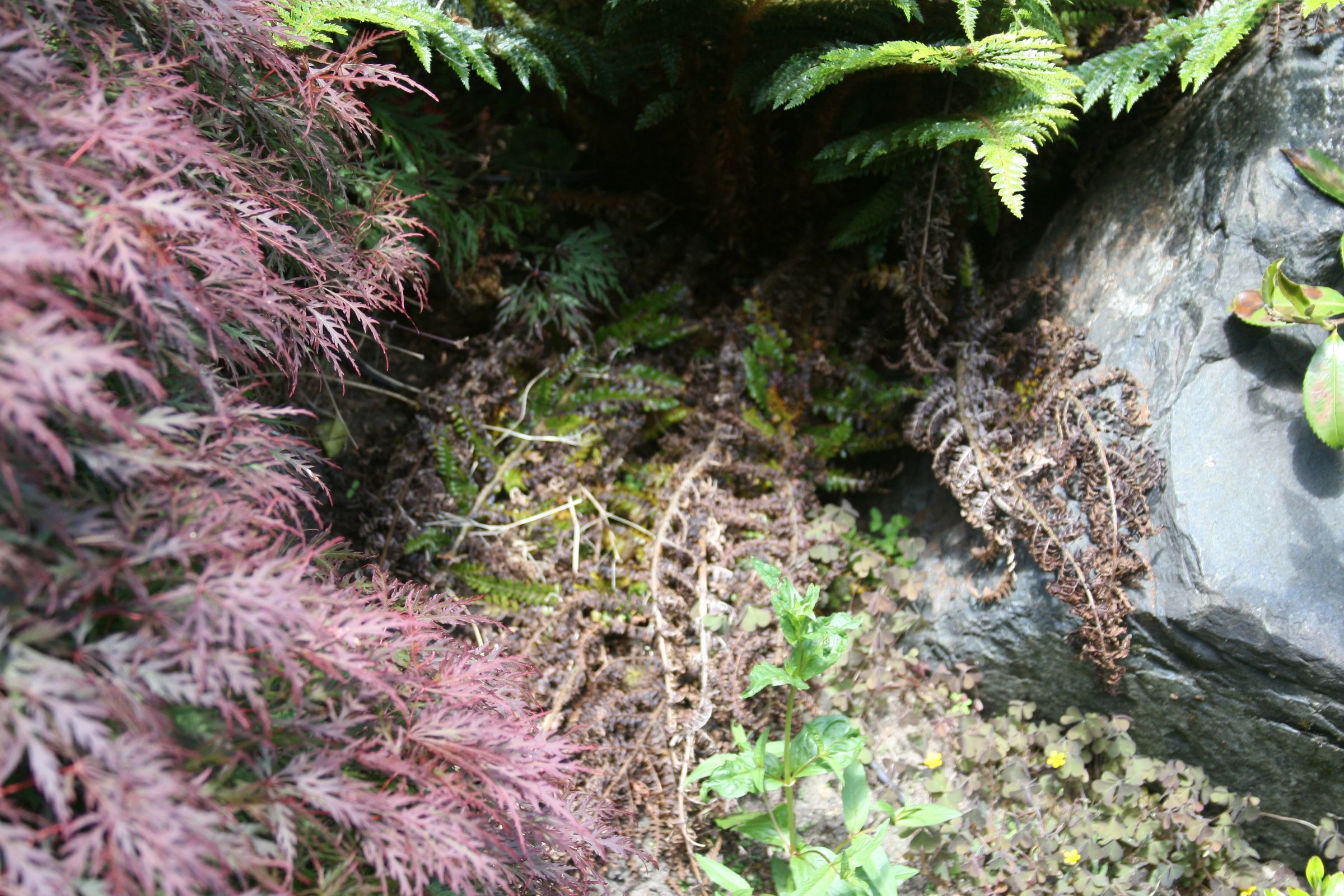 How to Care for a Wild Rabbit Nest : 5 Steps (with Pictures ...