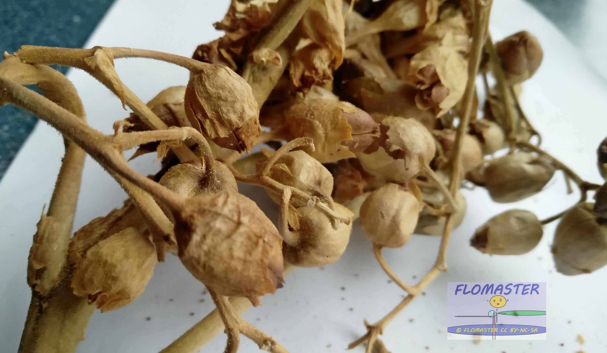 🌼 Dispenser for Sowing Tiny Seeds 🌼 : 15 Steps (with Pictures ...