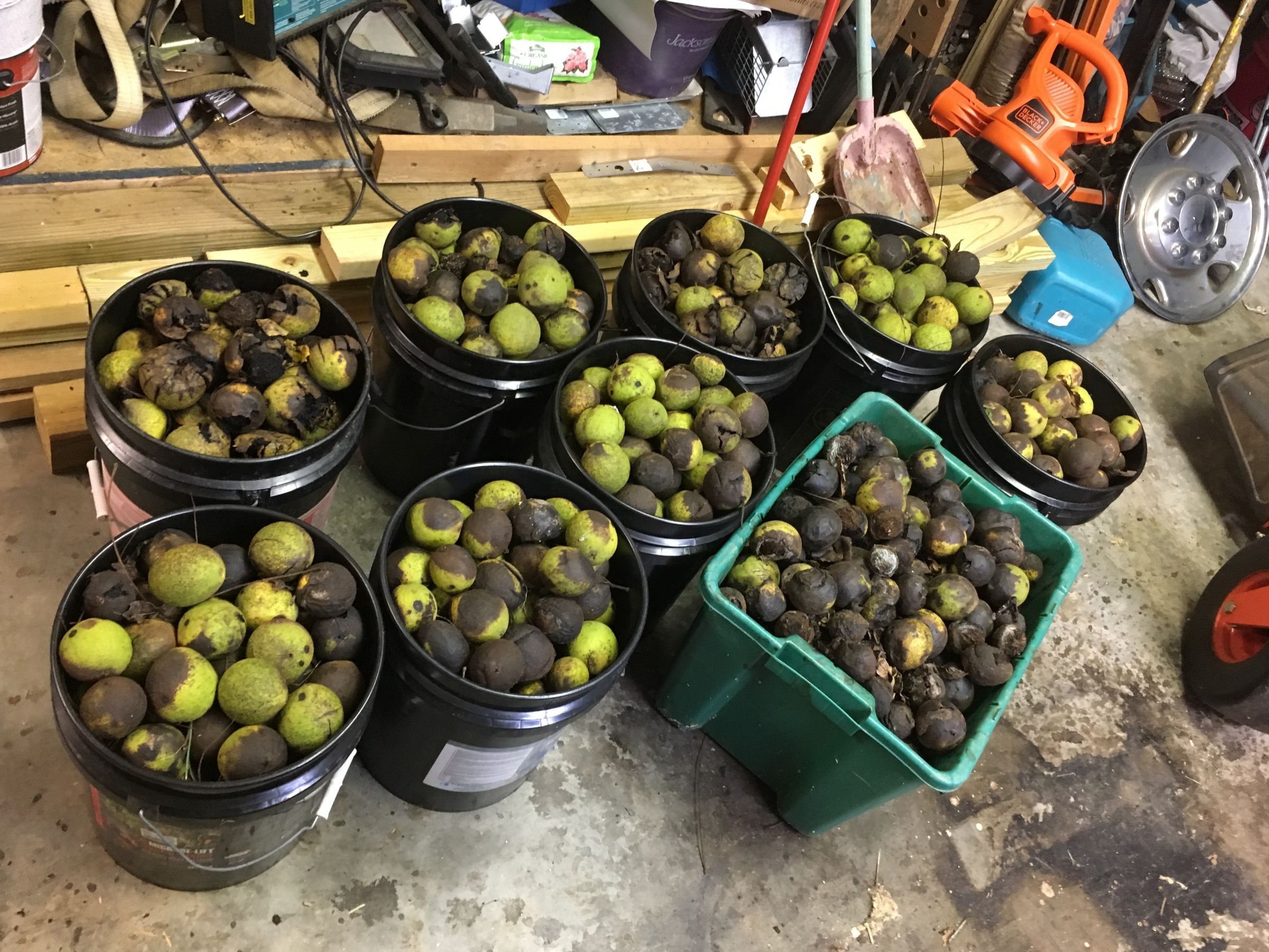Harvesting and Processing Black Walnuts : 13 Steps - Instructables