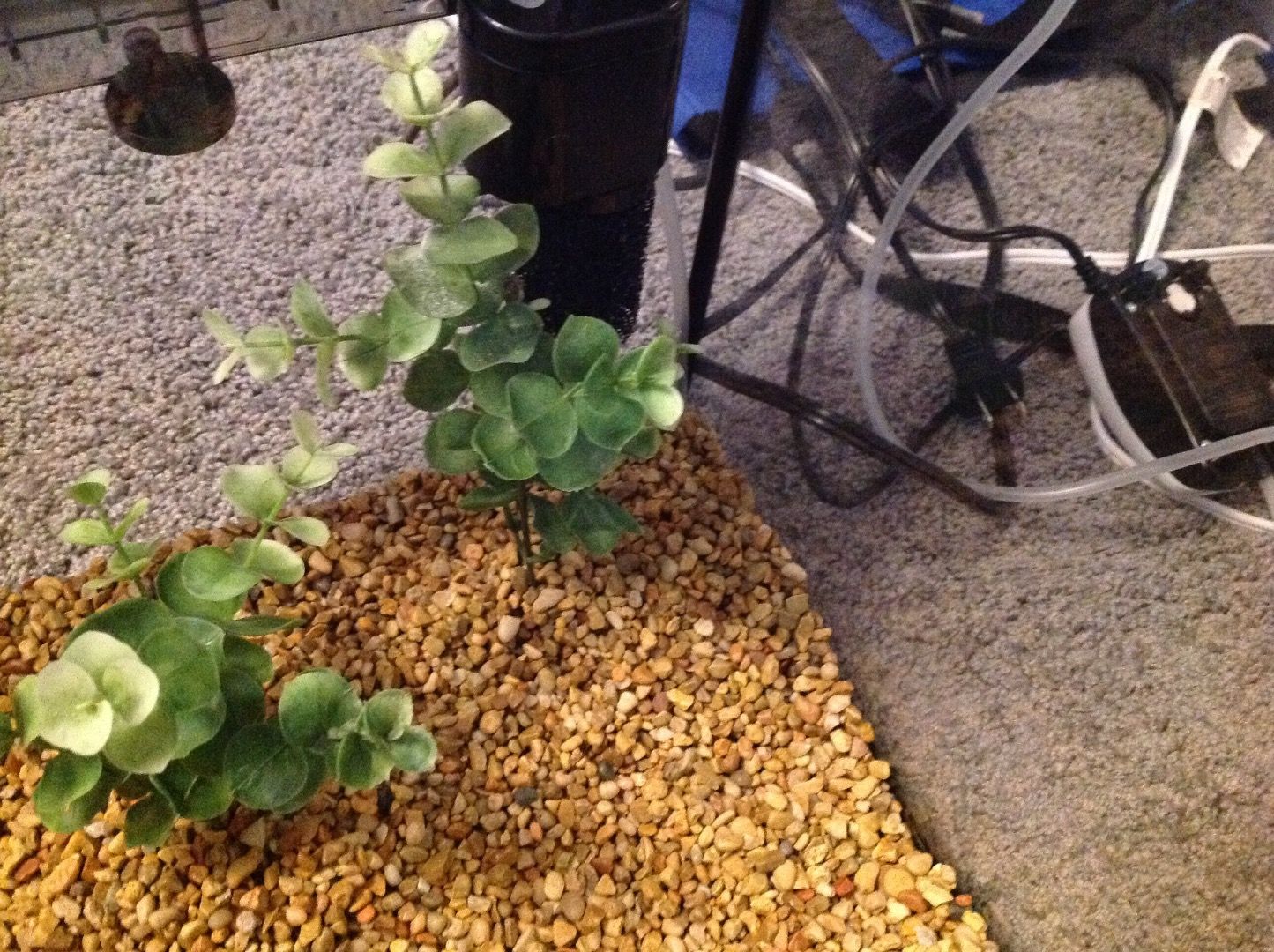 DIY: How to Set Up a Fish Tank : 9 Steps (with Pictures) - Instructables