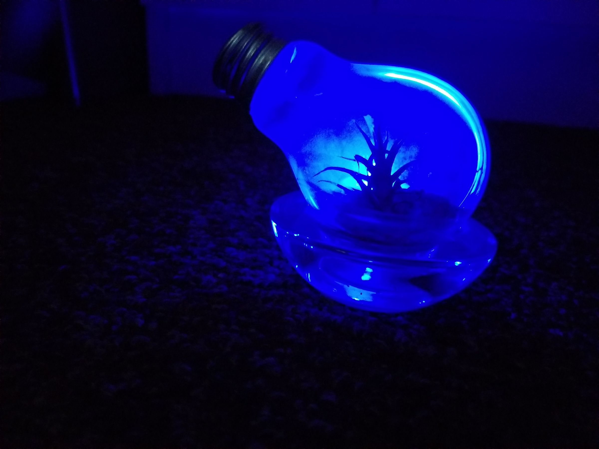 Atrium Made From Light Bulb : 6 Steps - Instructables