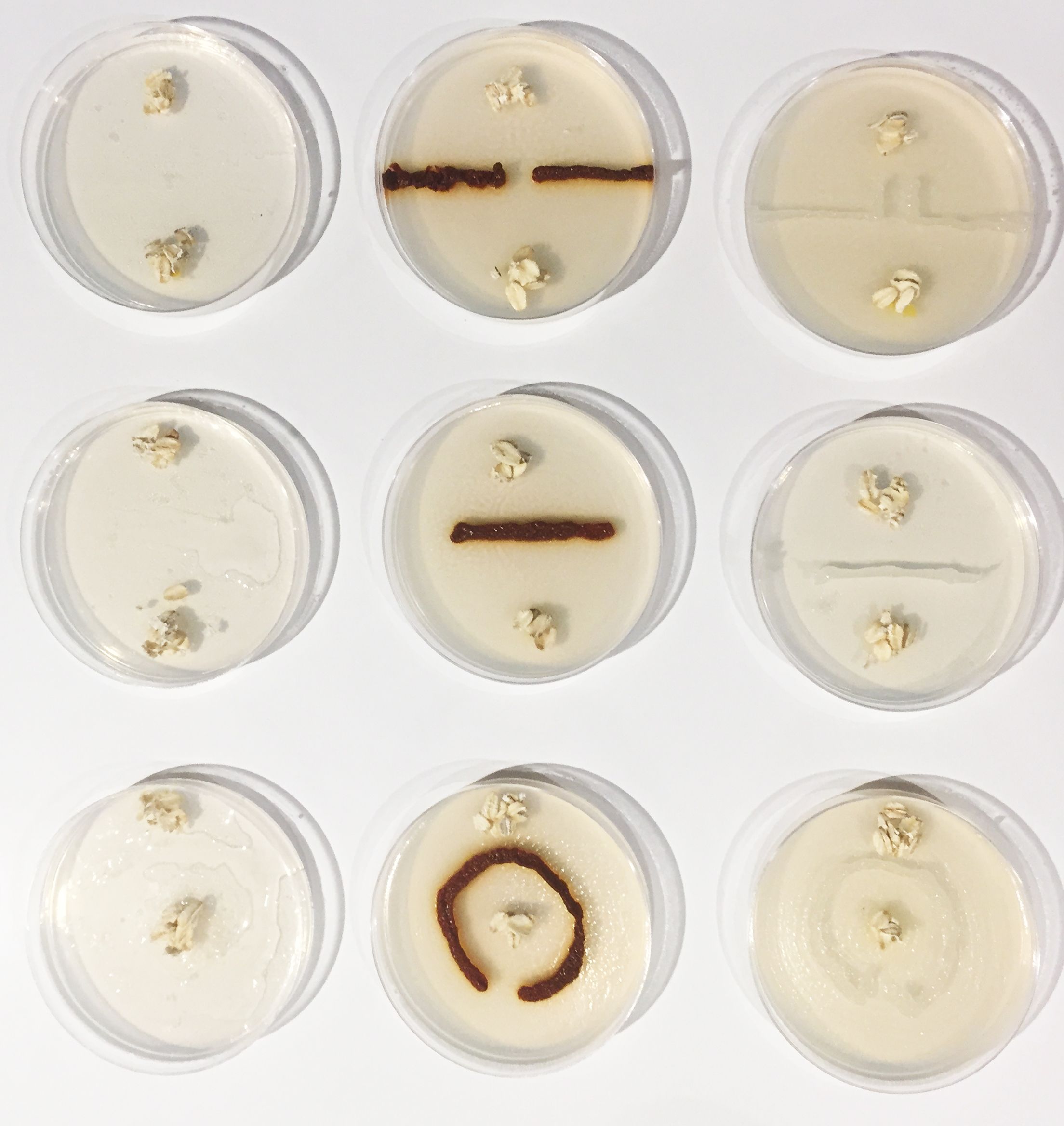 How to Grow SLIME MOLD : 9 Steps (with Pictures) - Instructables