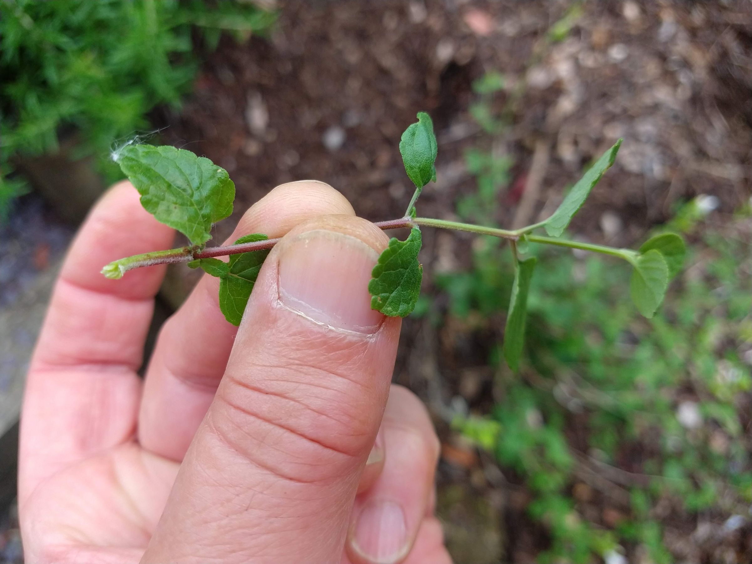 Taking Cuttings - Plants for (almost) Free : 4 Steps - Instructables