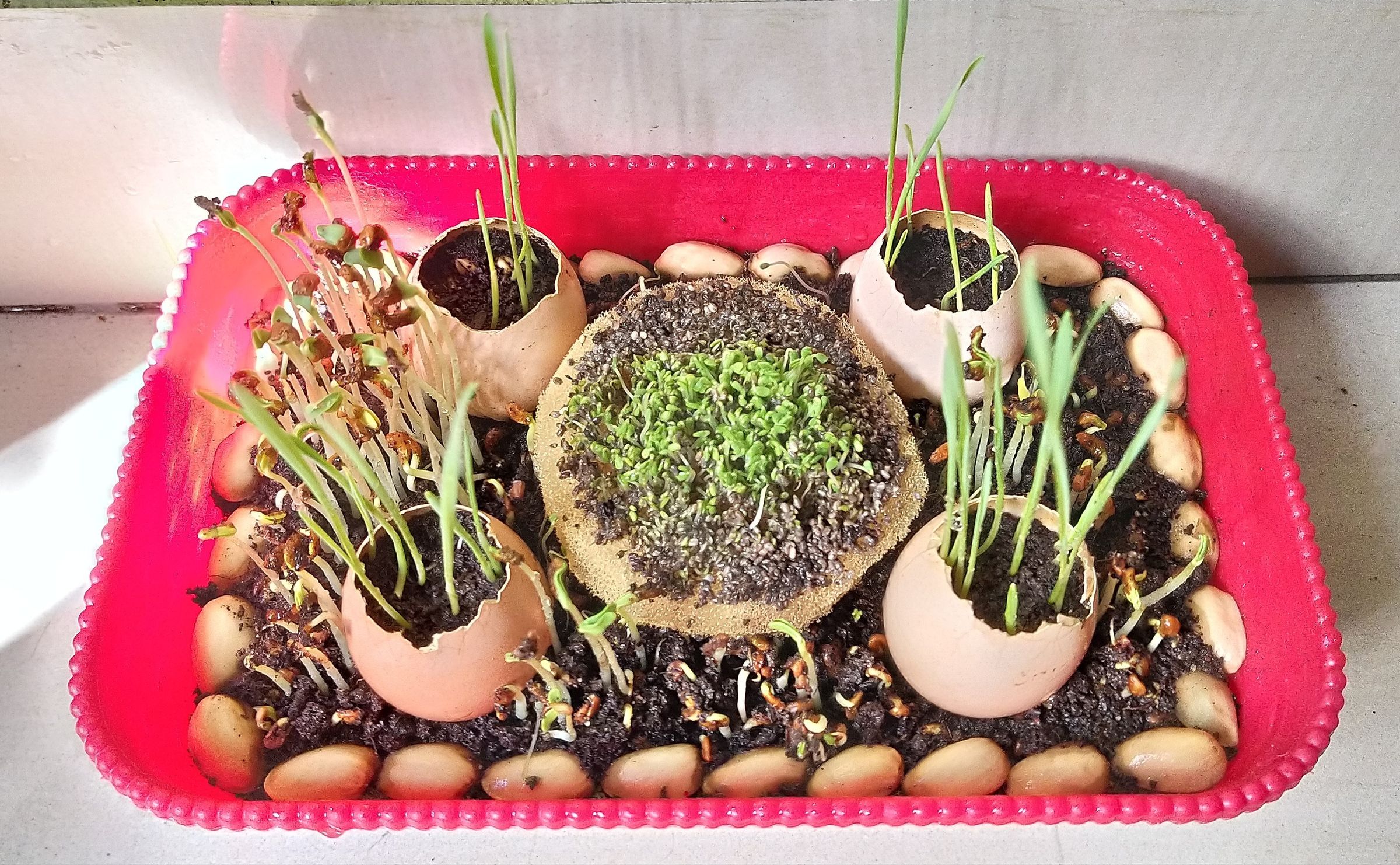 Micro Greens - Perfect for Indoors : 22 Steps (with Pictures ...