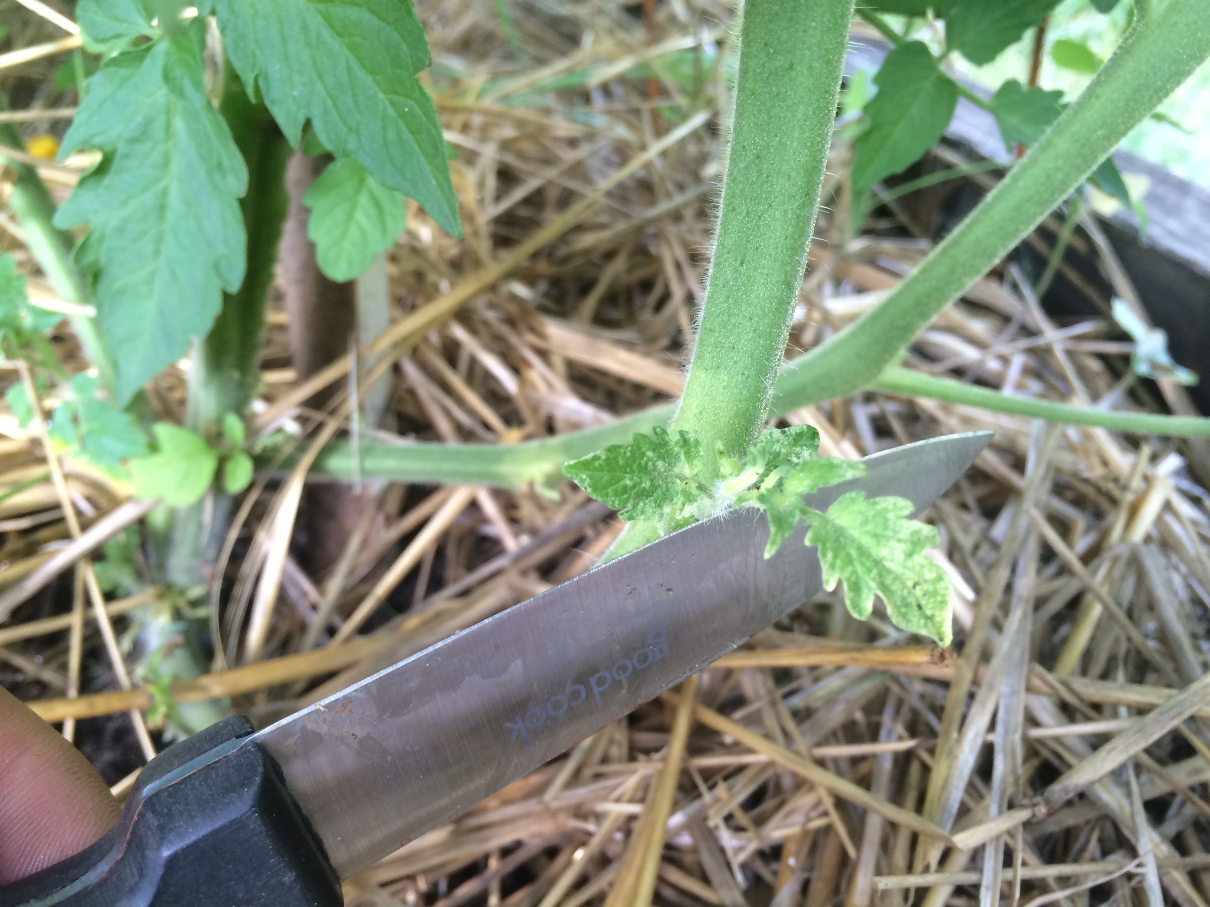 Pruning Tomatoes for Maximum Yield : 3 Steps (with Pictures ...