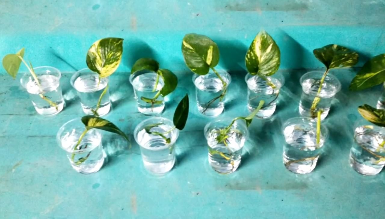 Grow Money Plant in Water From Cuttings : 13 Steps (with Pictures ...