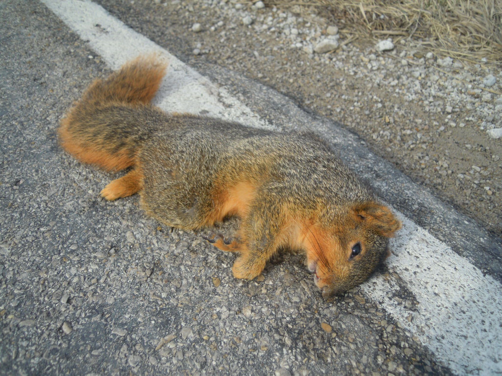 Roadkill Huntin' : 4 Steps - Instructables