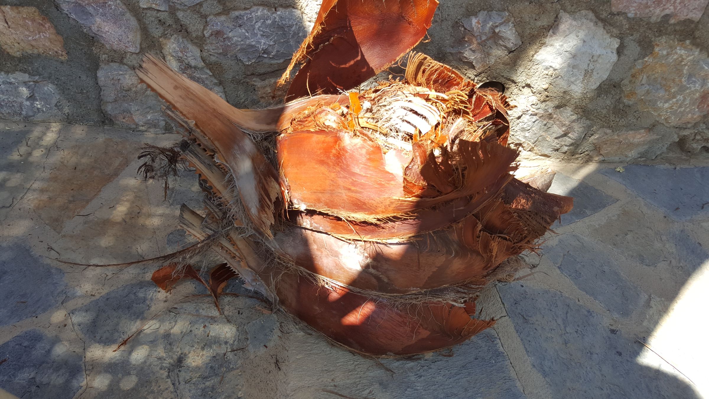 How to Cut Palm Tree's Leaves : 10 Steps (with Pictures) - Instructables