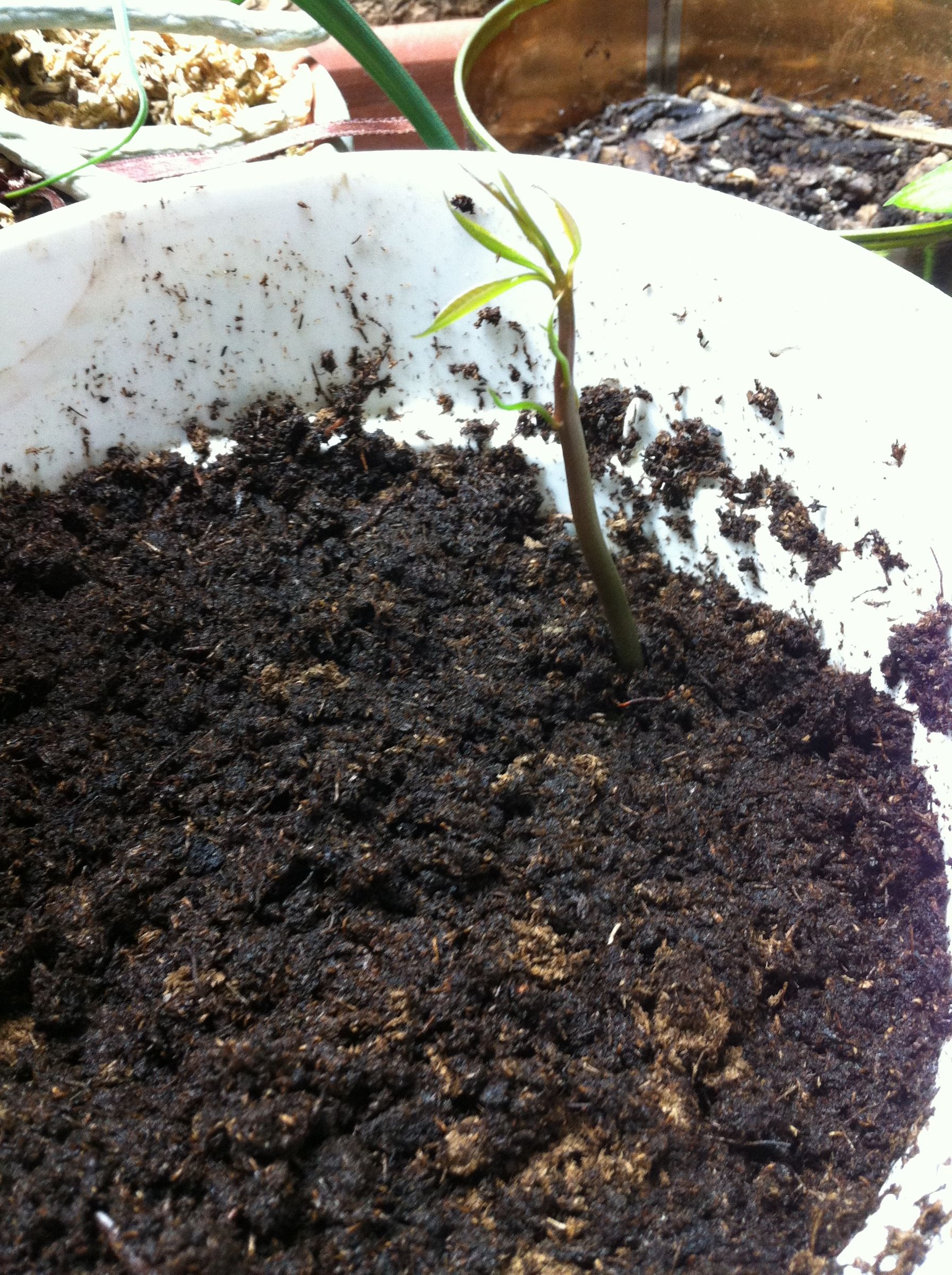 How to Grow a Mango Tree : 4 Steps (with Pictures) - Instructables