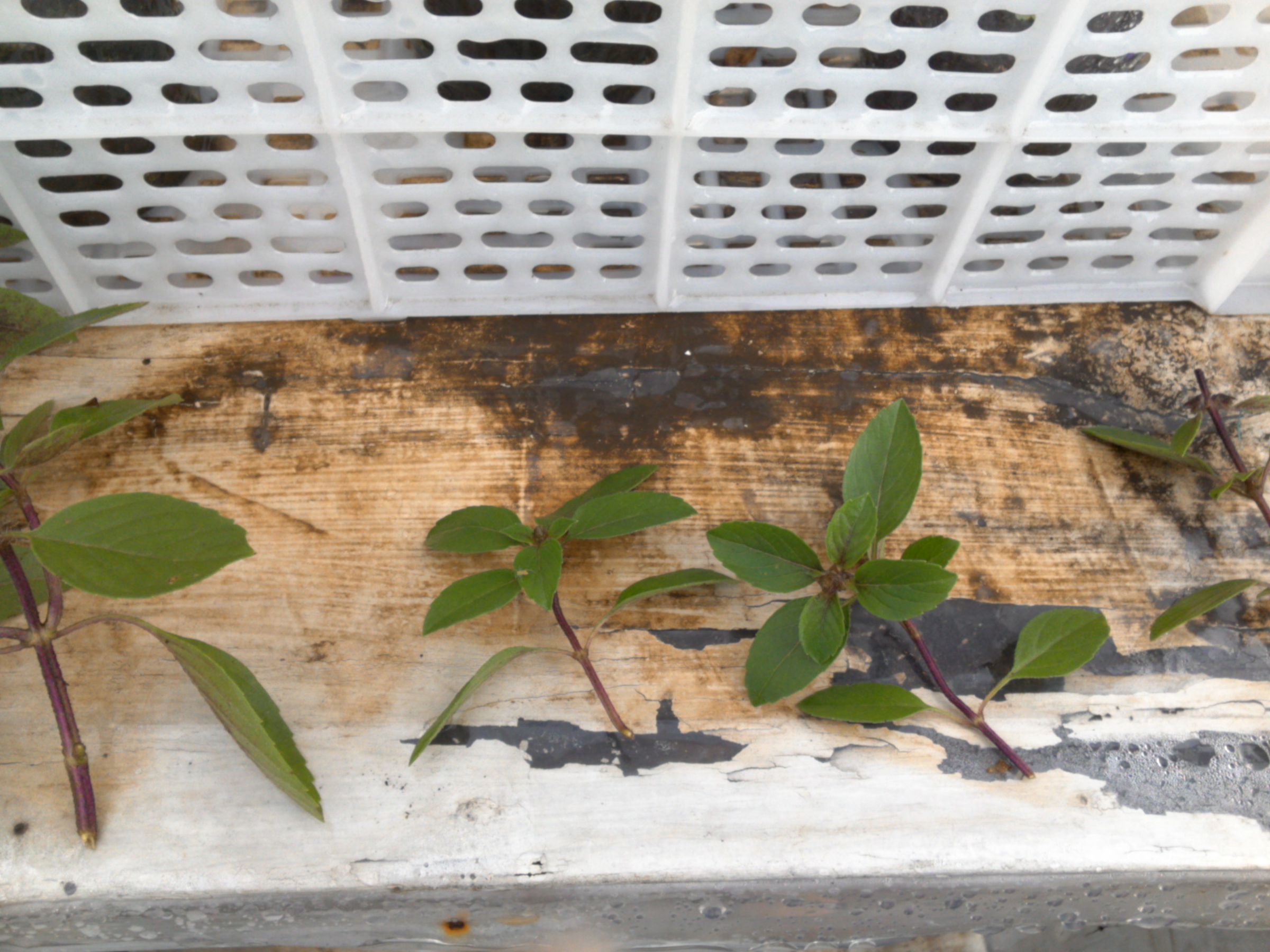 How to Reproduce Basil Without Seed : 4 Steps (with Pictures ...