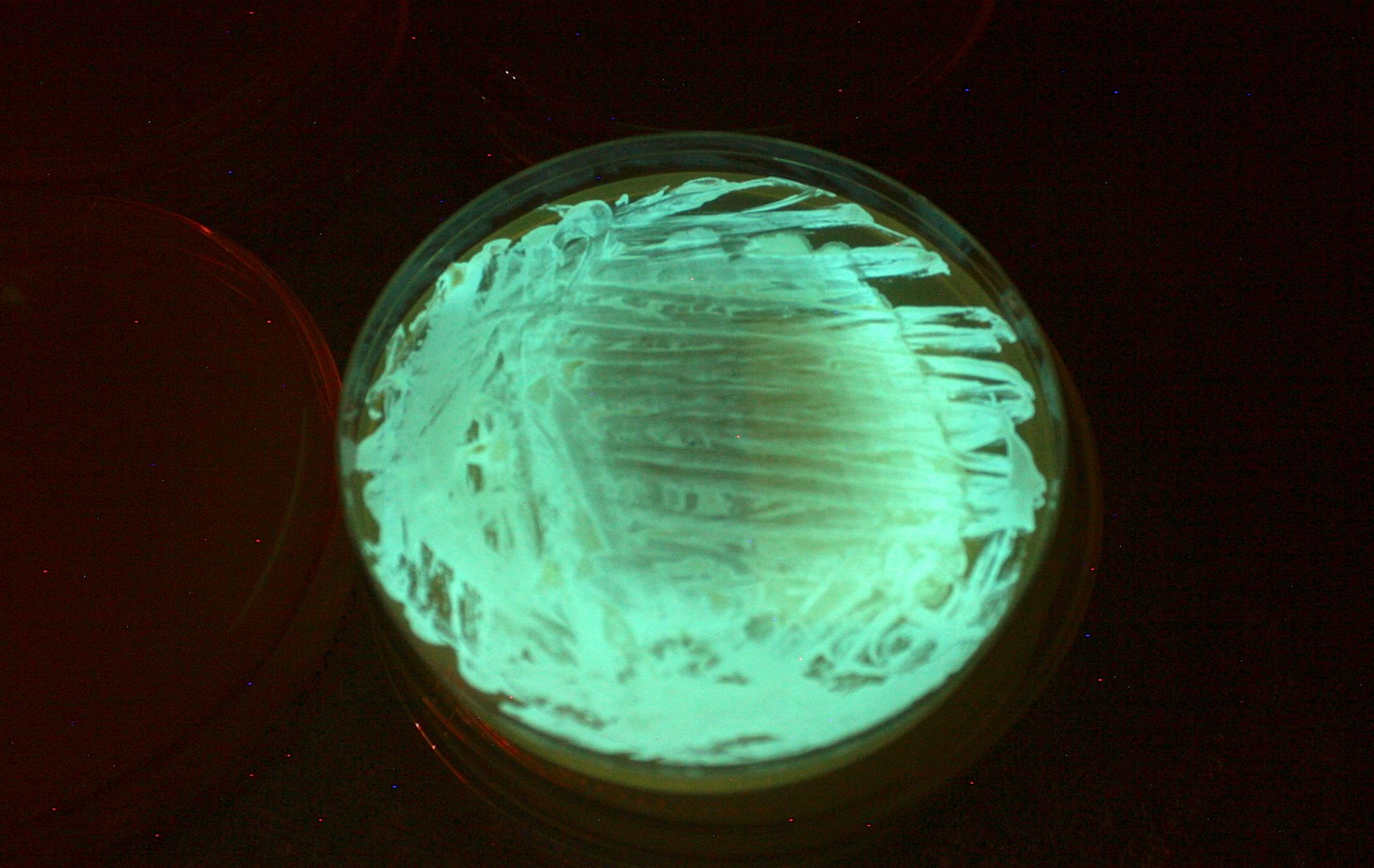 Bioluminescent Bacterial Lightbulb / Water Pollution Tester : 11 Steps ...