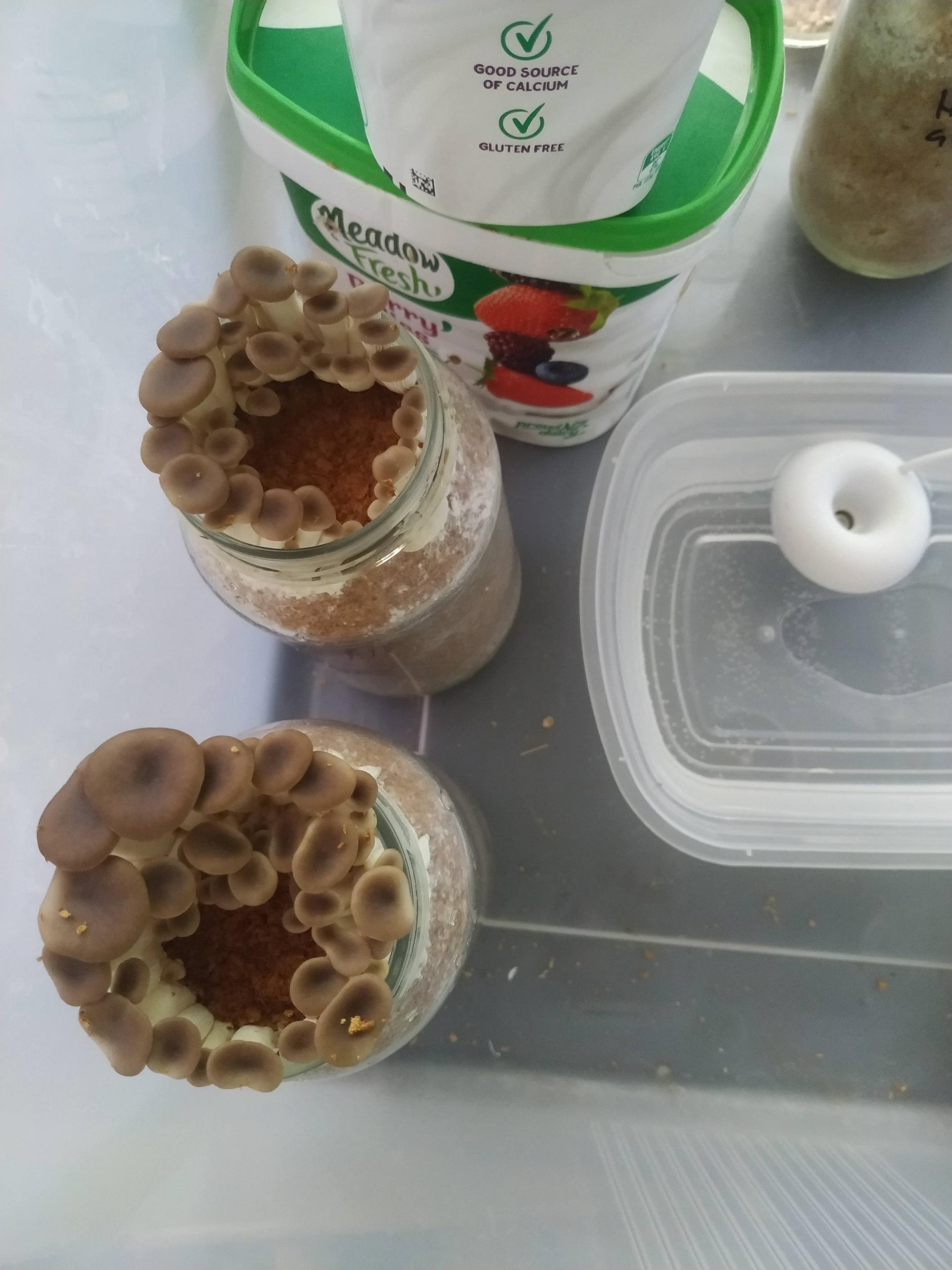 Mushroom Fruiting Chamber Controller : 5 Steps (with Pictures ...