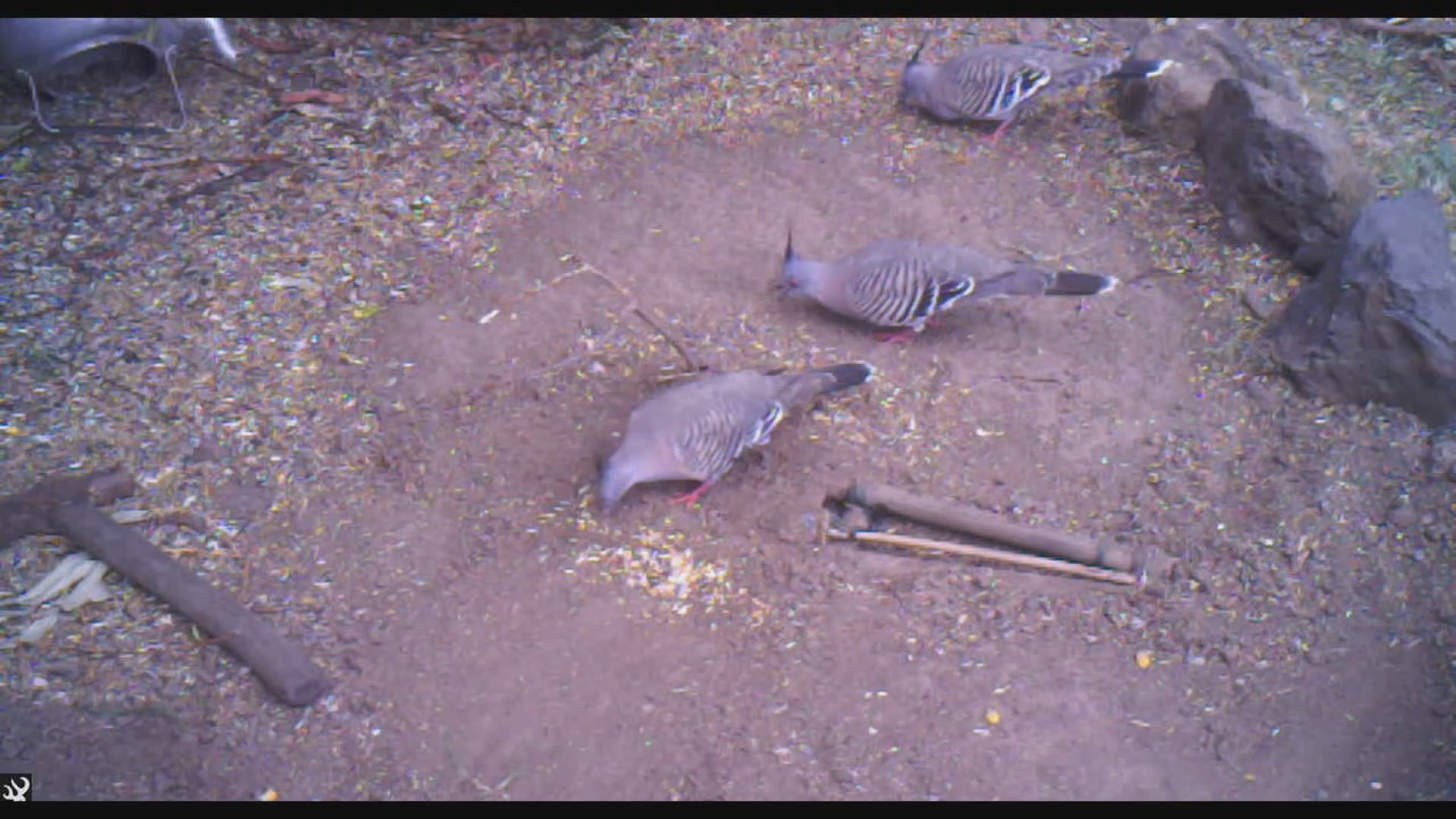 Primitive Torsion Spring Foot Snare : 6 Steps - Instructables