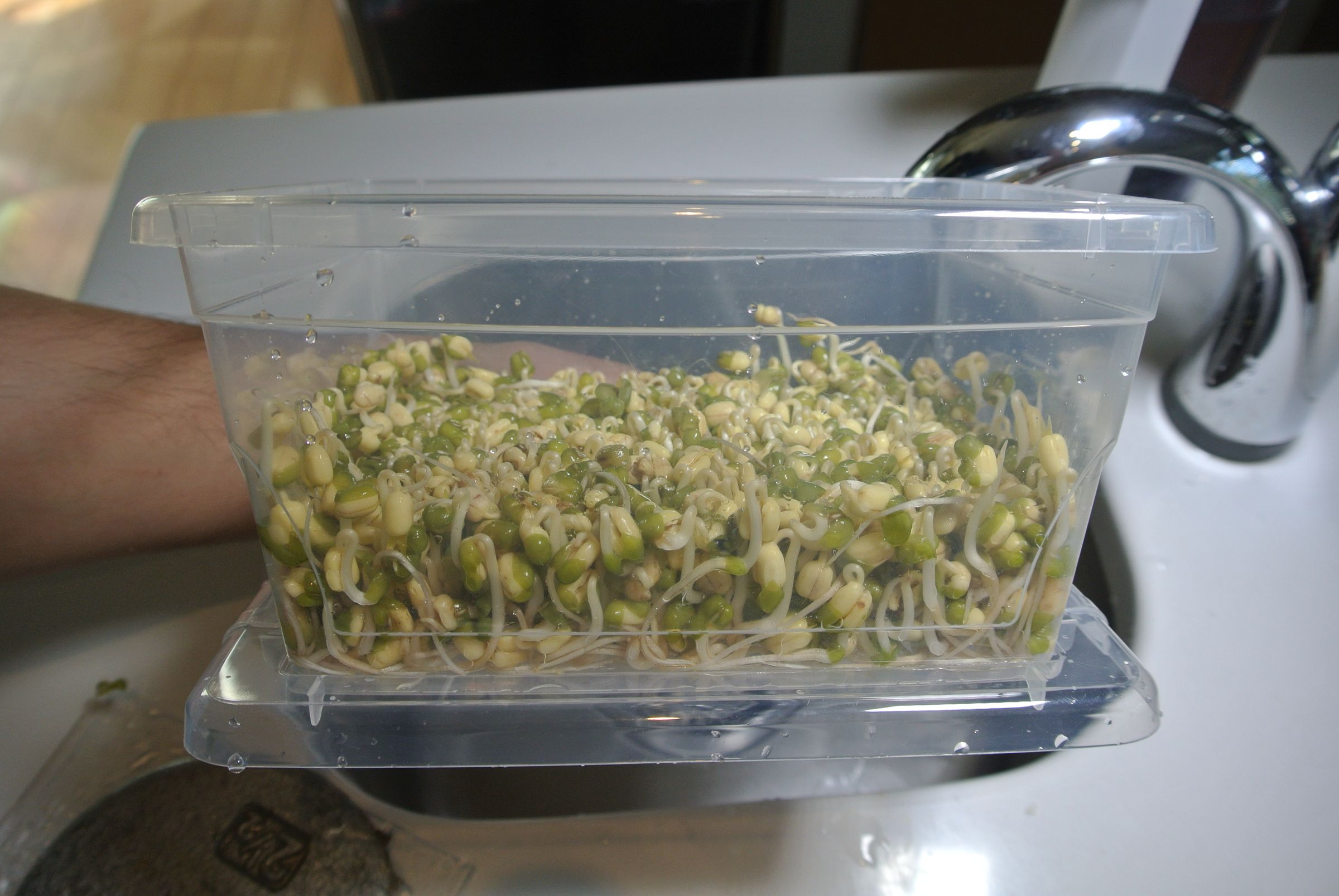 Growing Bean Sprouts : 7 Steps (with Pictures) - Instructables