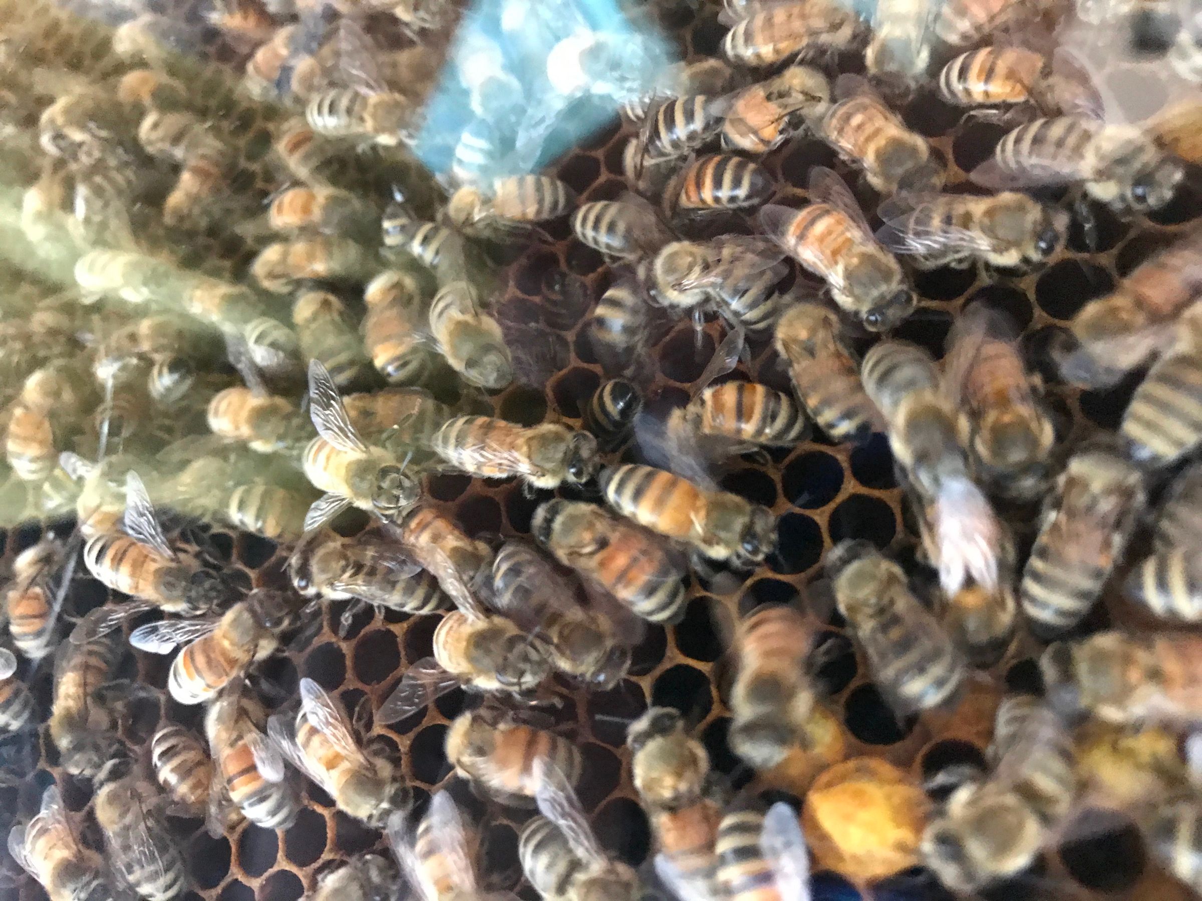 Wooden Observation Beehive ::UPDATED!:: : 11 Steps (with Pictures ...