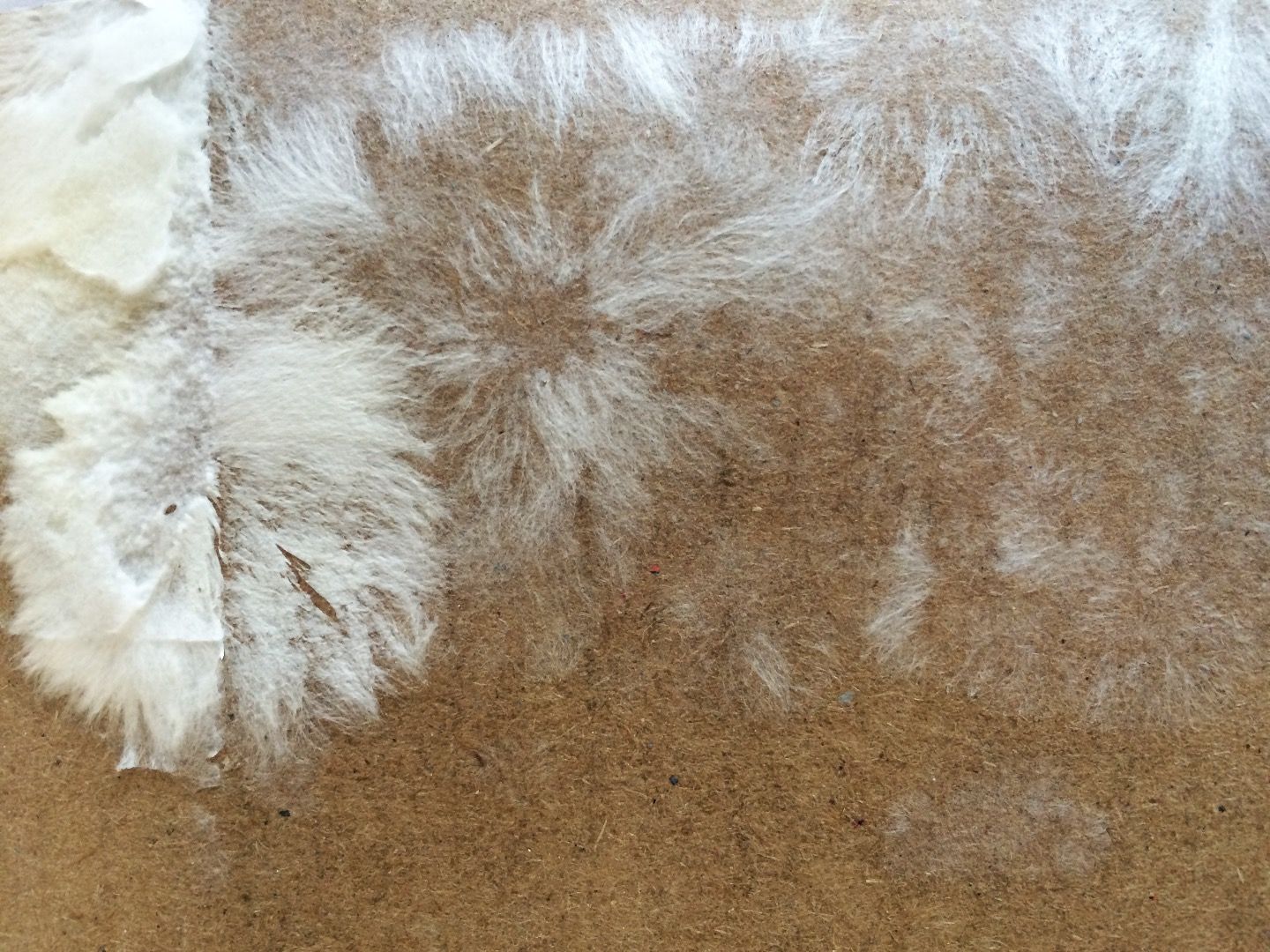 Making Mycelium : 5 Steps (with Pictures) - Instructables