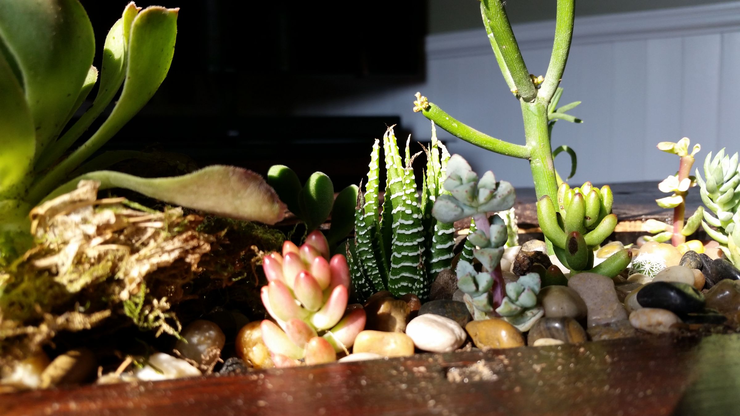 Shelf to Succulent Coffee Table Conversion. : 4 Steps (with Pictures ...