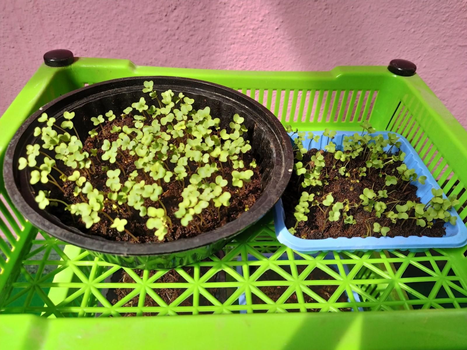 Basic Guide to Grow Micro 'green' : 14 Steps (with Pictures ...