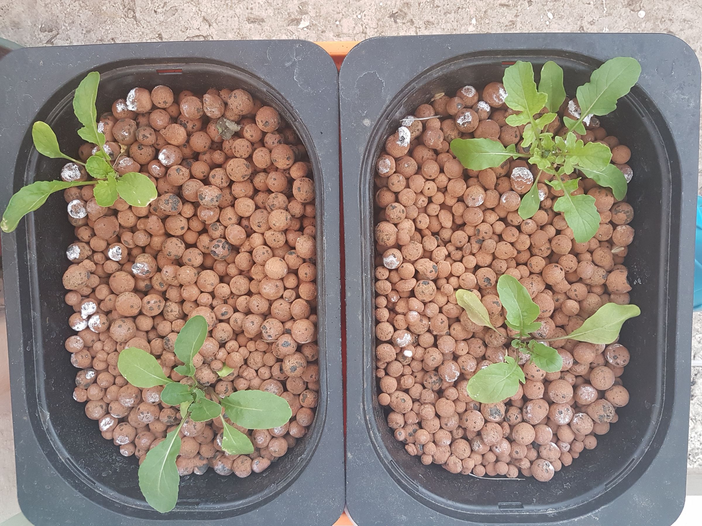 First Timer Hydroponics: DWC System : 9 Steps (with Pictures ...