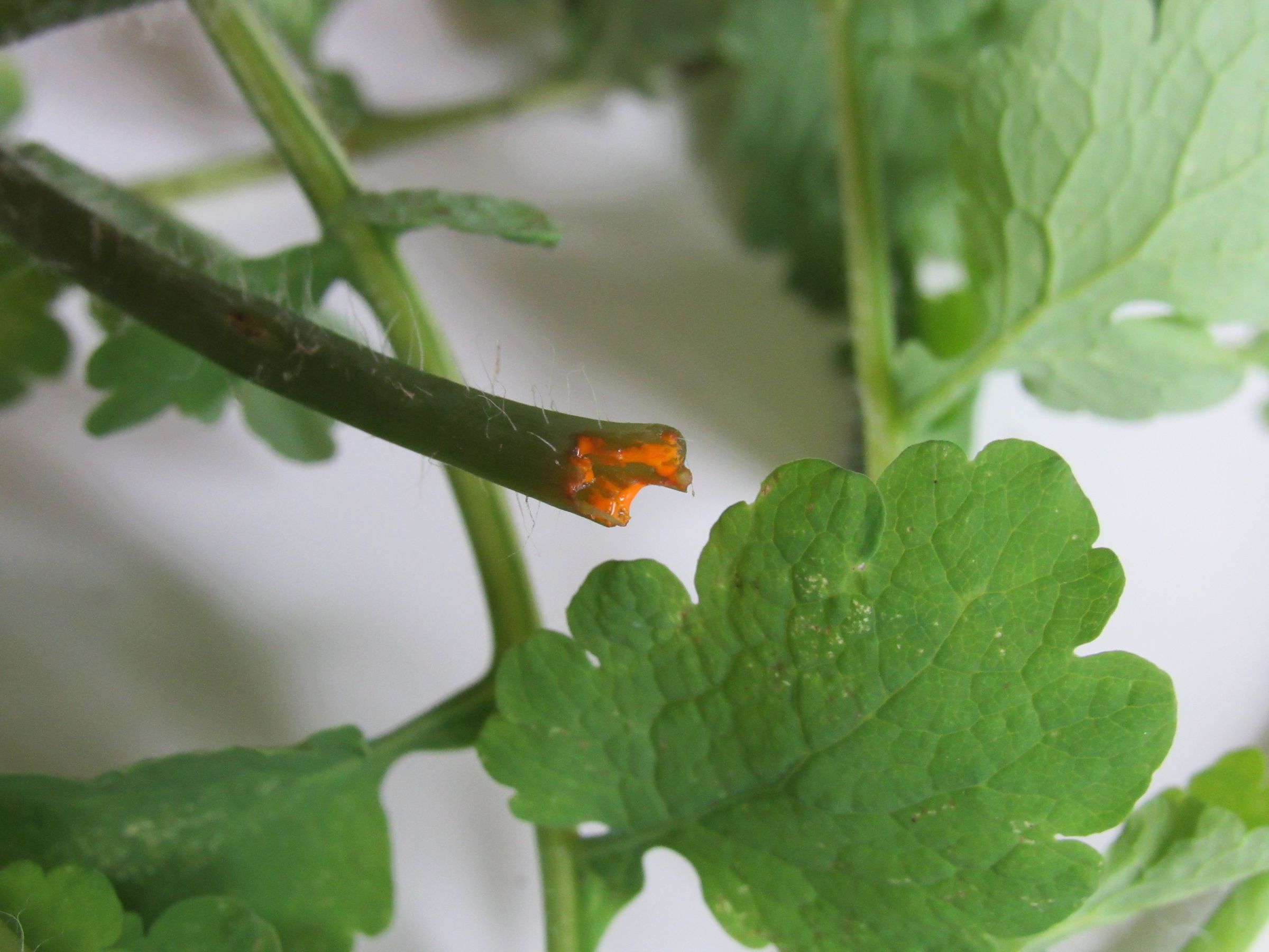 Cure Warts With the Yellow Sap of the Greater Celandine - Instructables