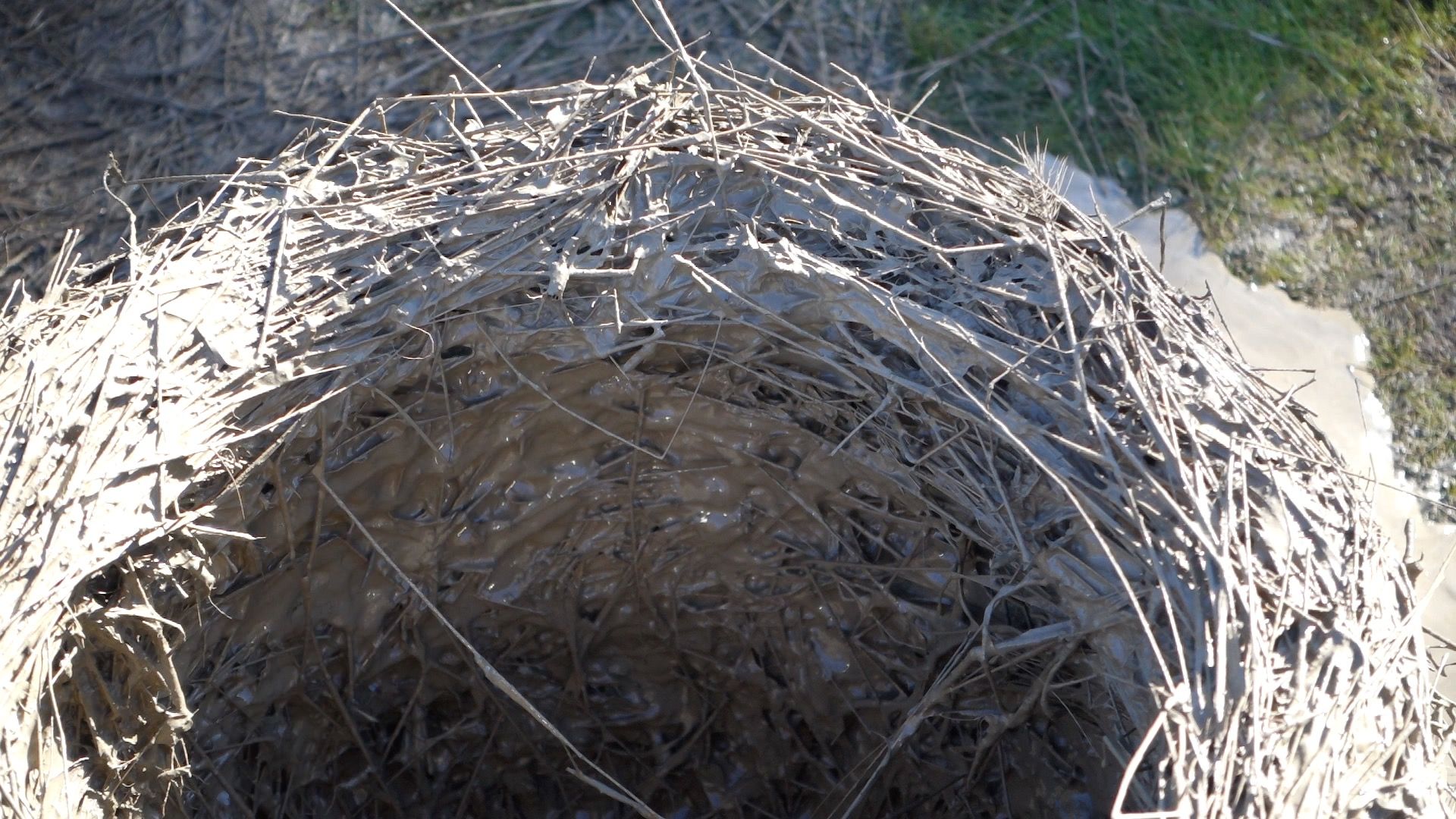 Burn Seashell Lime in a Primitive Straw/Clay Kiln! : 10 Steps (with ...