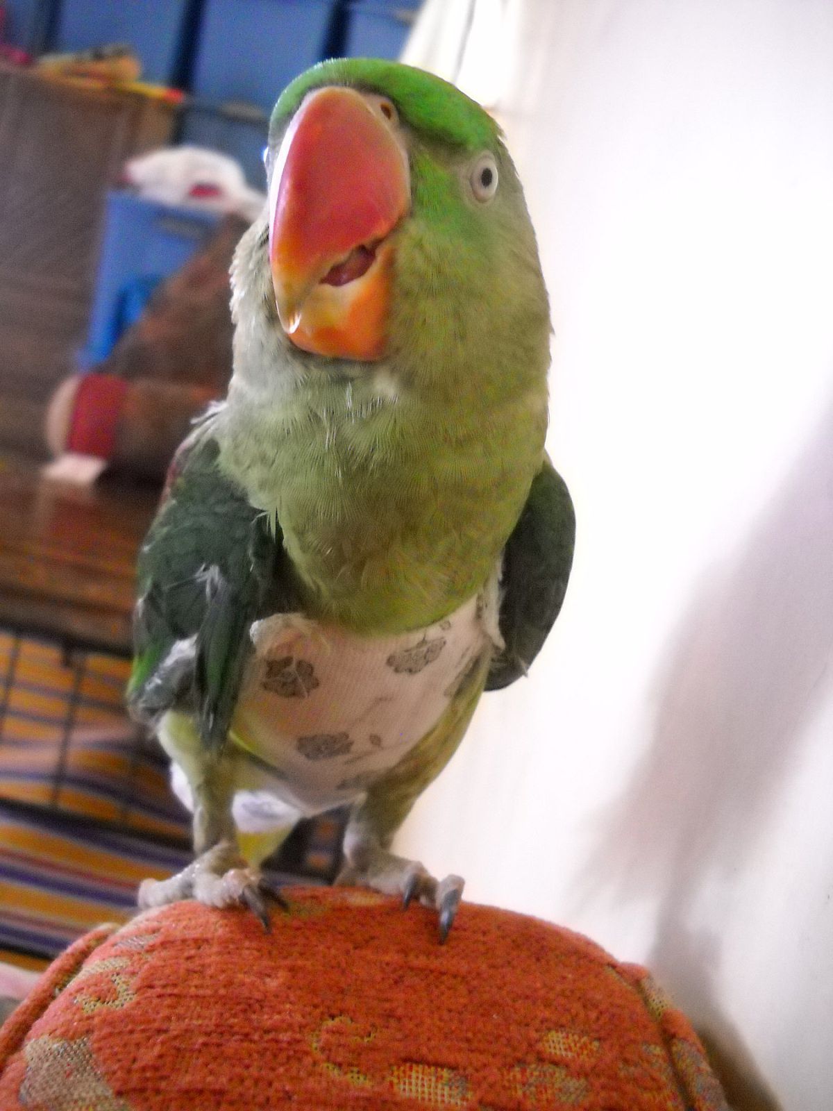 Make a Parrot Suit or Diaper for Your Feathery Pal. : 5 Steps ...