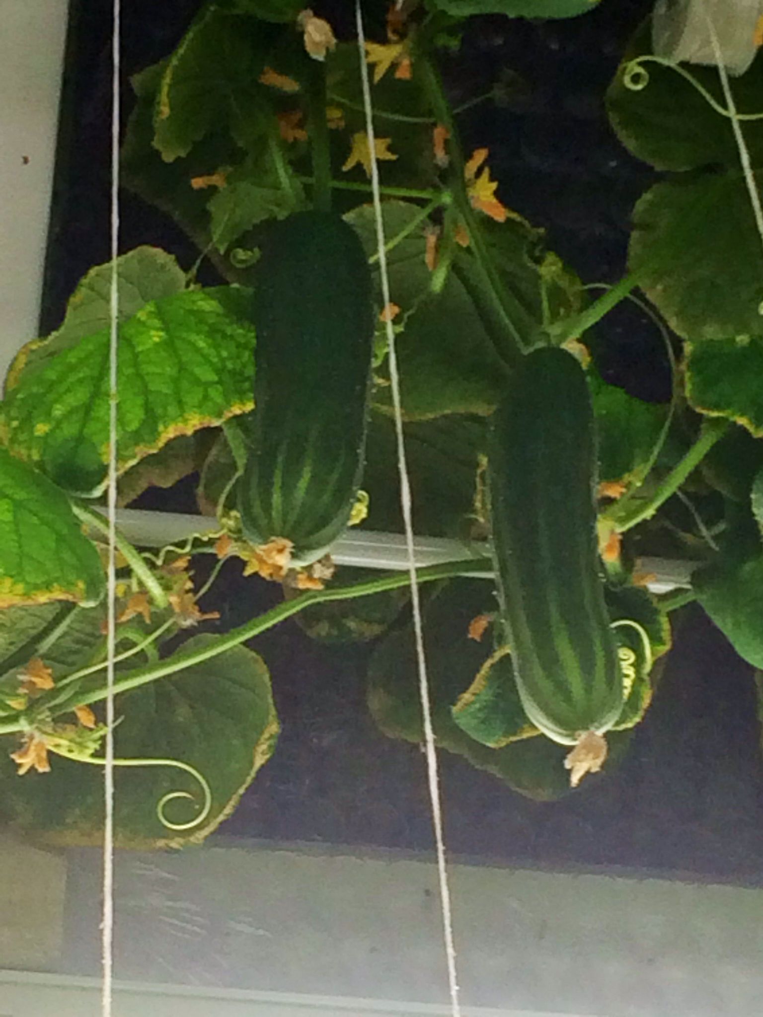 Dutch Bucket Hydroponic System : 27 Steps (with Pictures) - Instructables