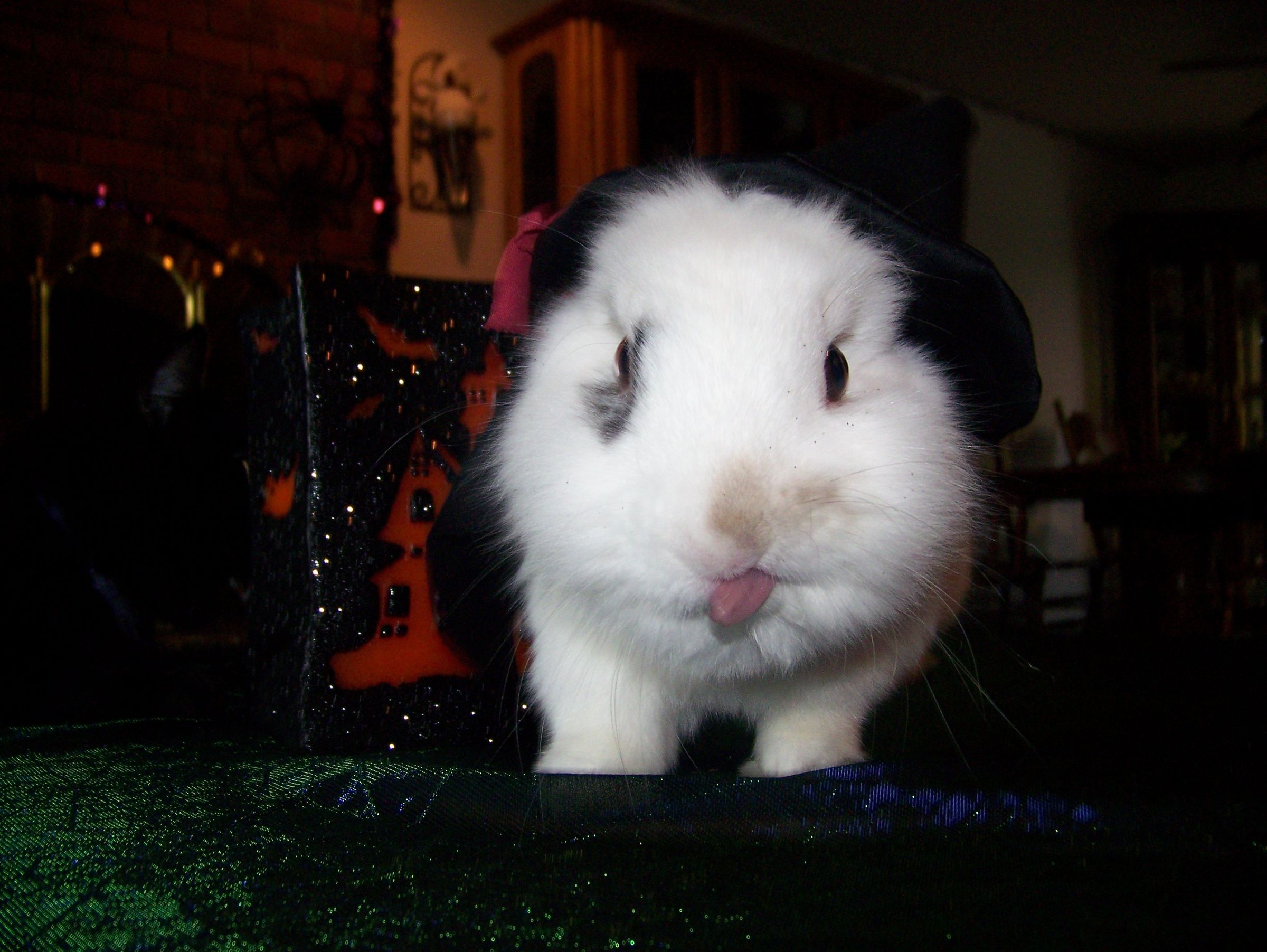 Draimans (my Rabbit) Warlock Costume! - Instructables