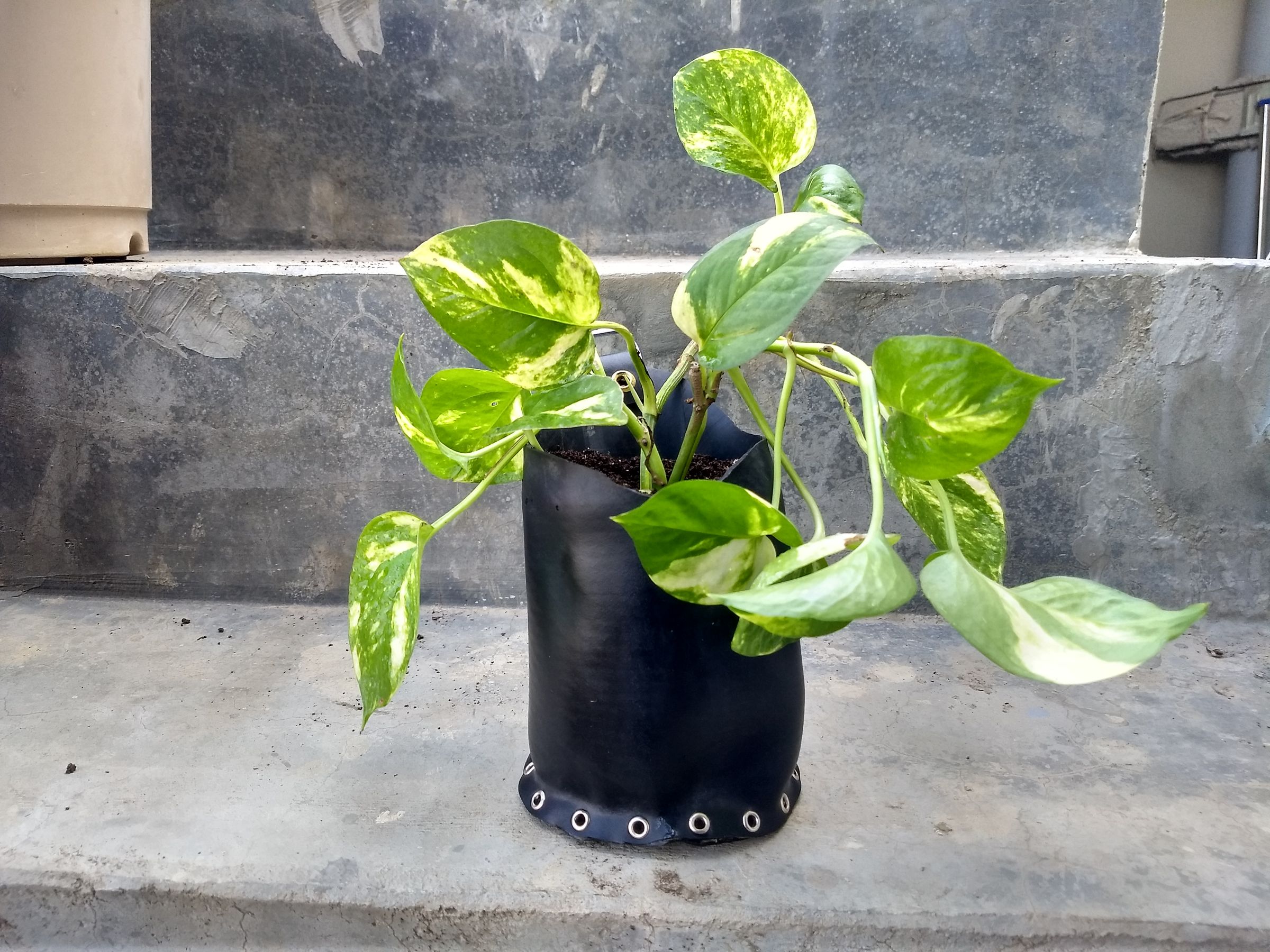 Make a Planter Using Car Inner Tube : 4 Steps (with Pictures ...