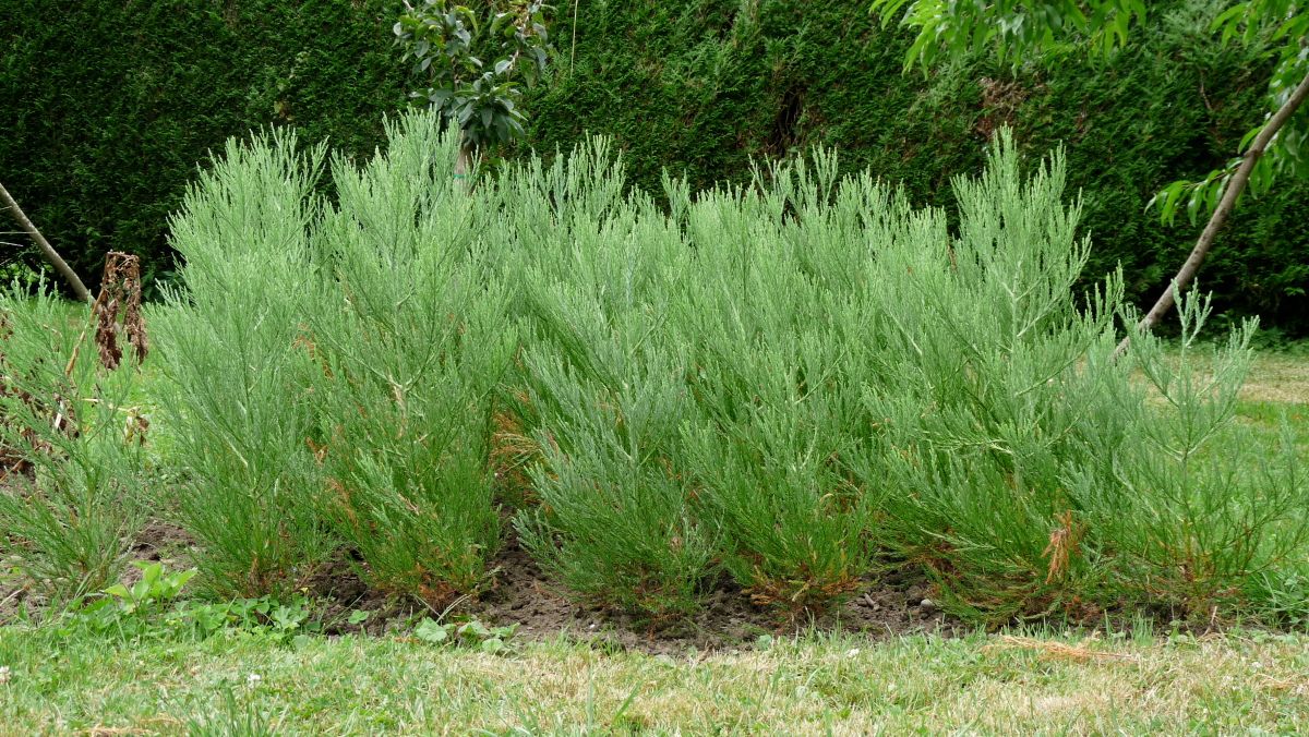 Grow Your Own Giant Sequoia Tree : 6 Steps (with Pictures) - Instructables