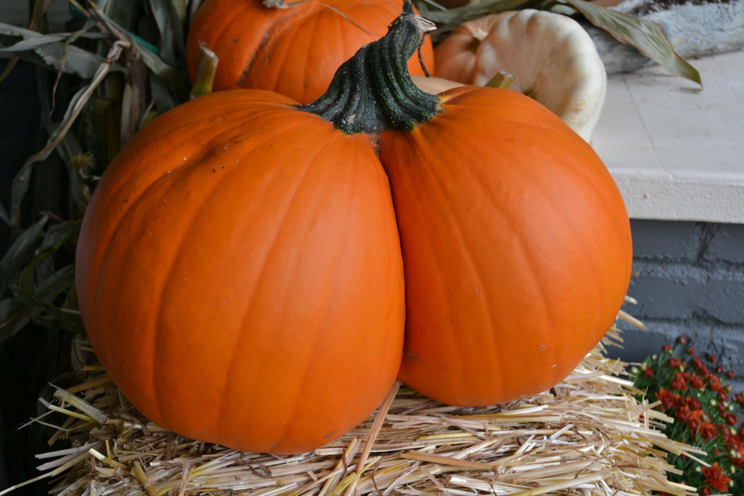 What Does a Rumpkin at Work Look Like? : 3 Steps (with Pictures ...