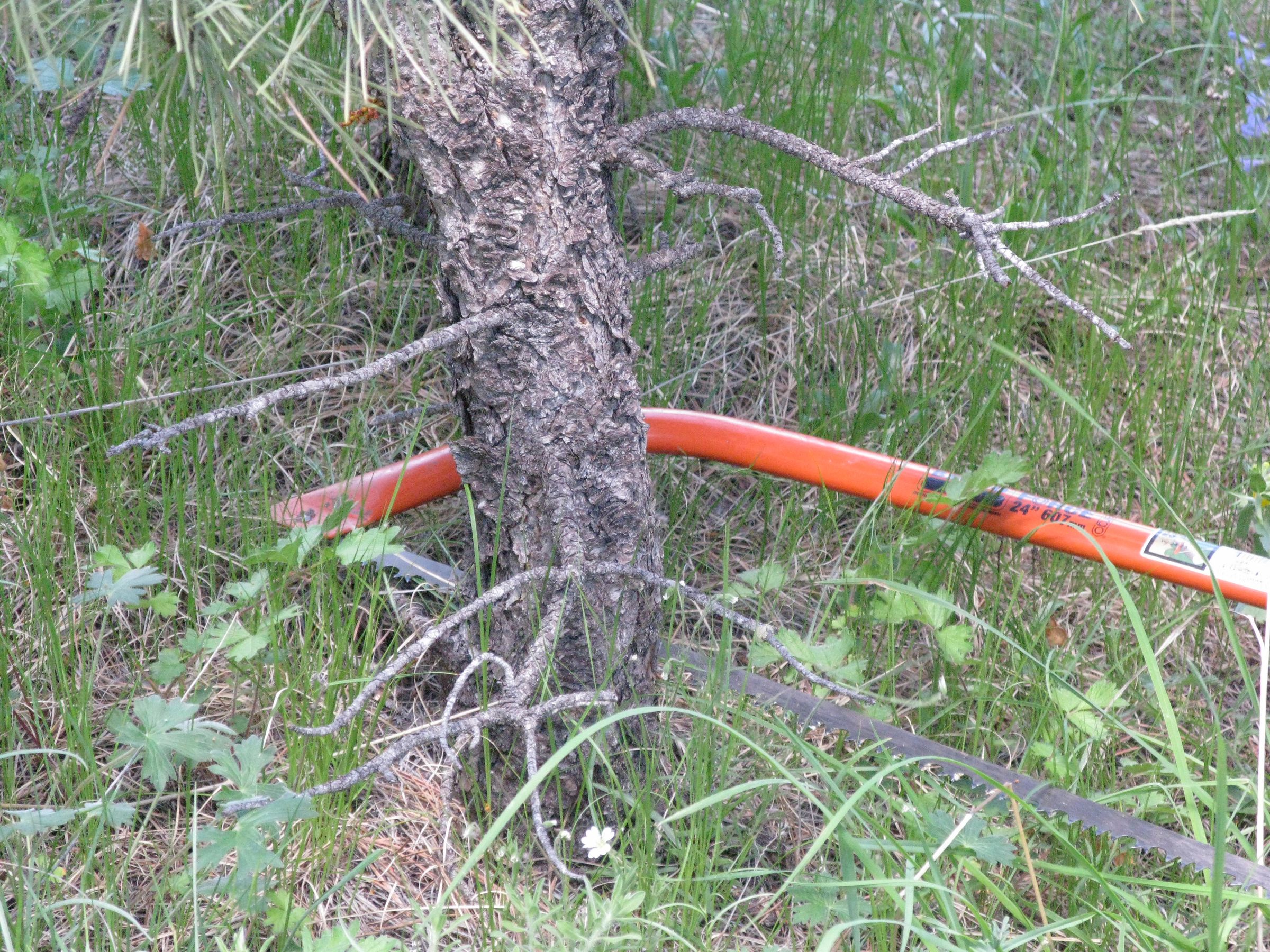 Bulid a Mountain Bike Trail : 7 Steps - Instructables