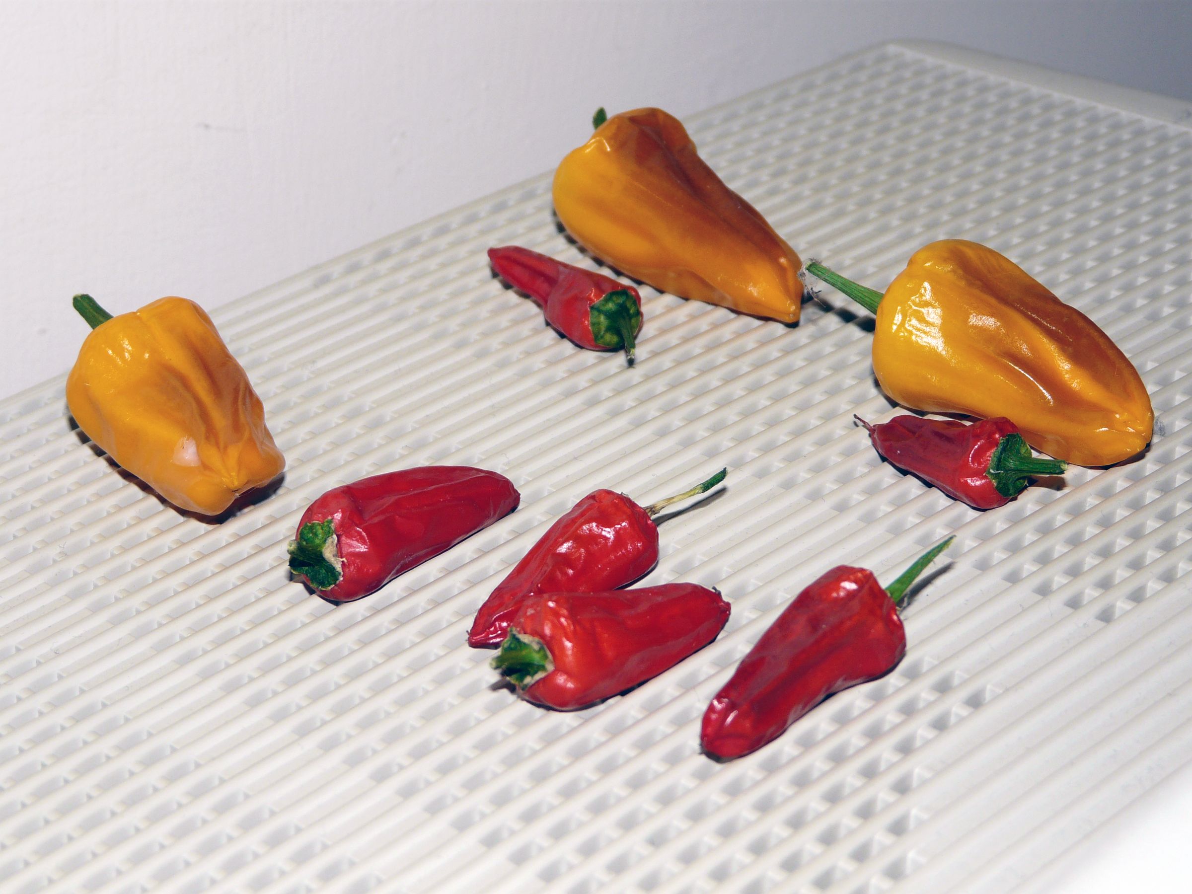 Chilli Drying - Chillis Dried Using Wasted Heat From a Monitor : 5 ...