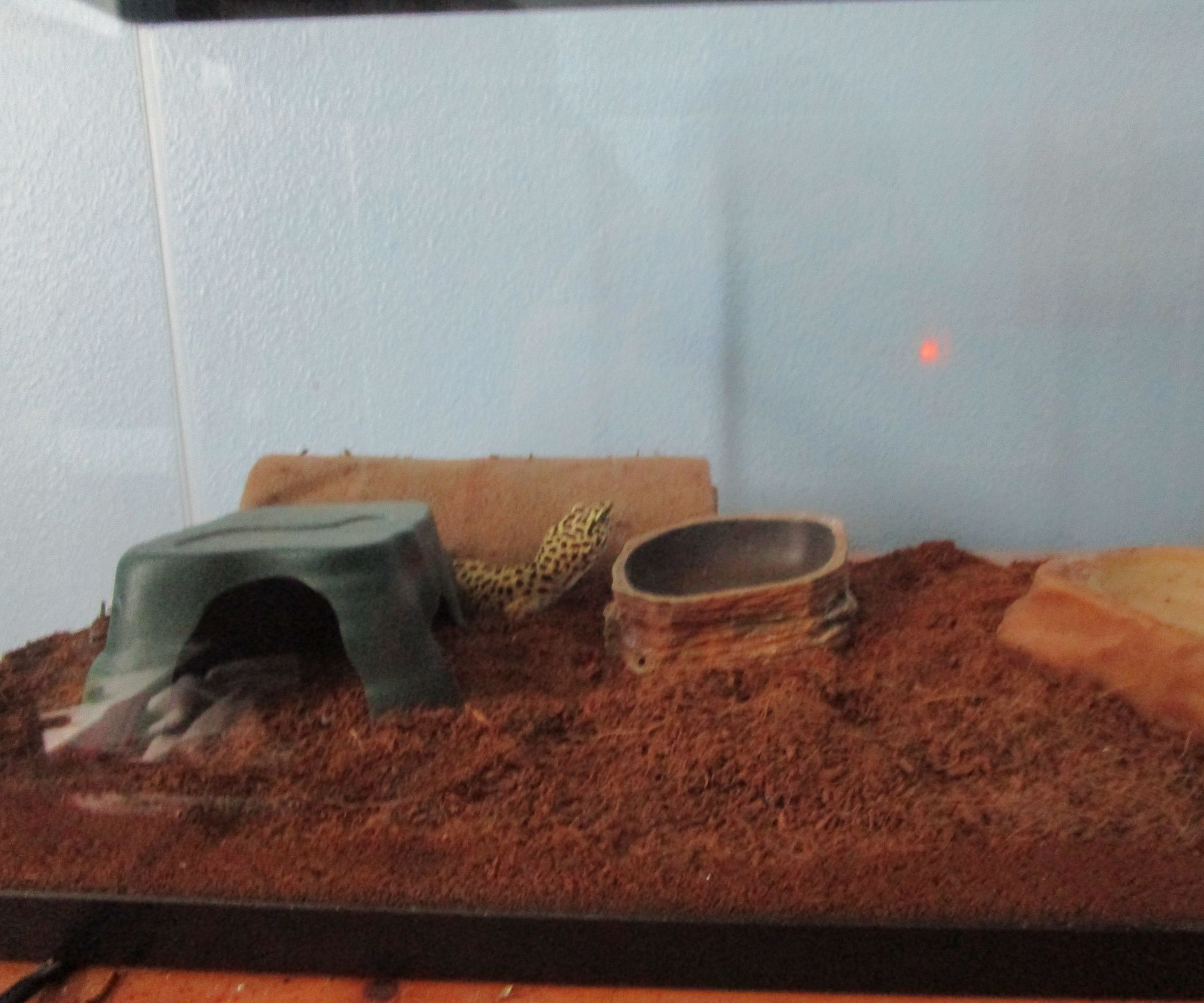 How to Change Reptile Bedding : 3 Steps - Instructables
