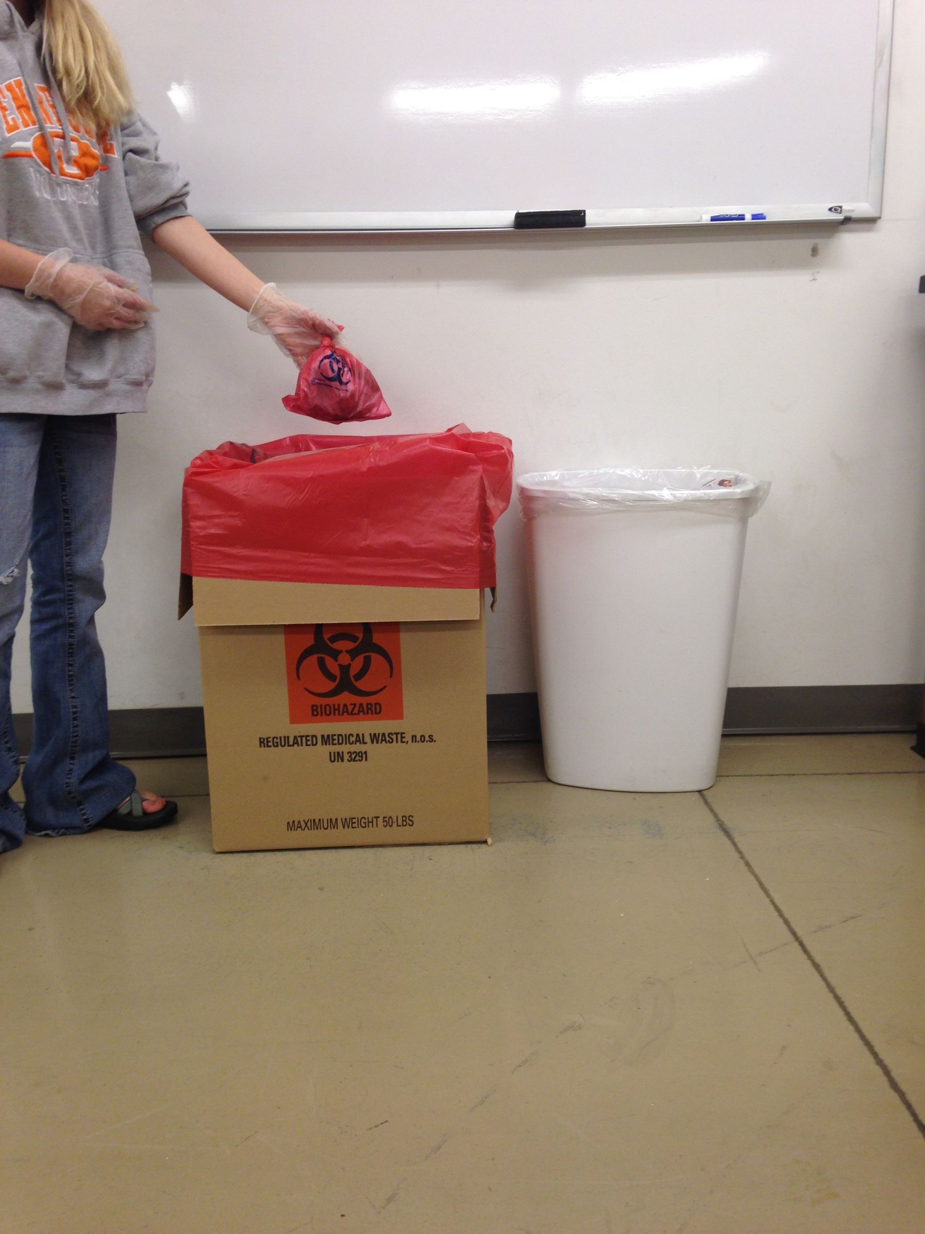 How to Properly Dispose of an American Bullfrog After Dissection : 11 ...